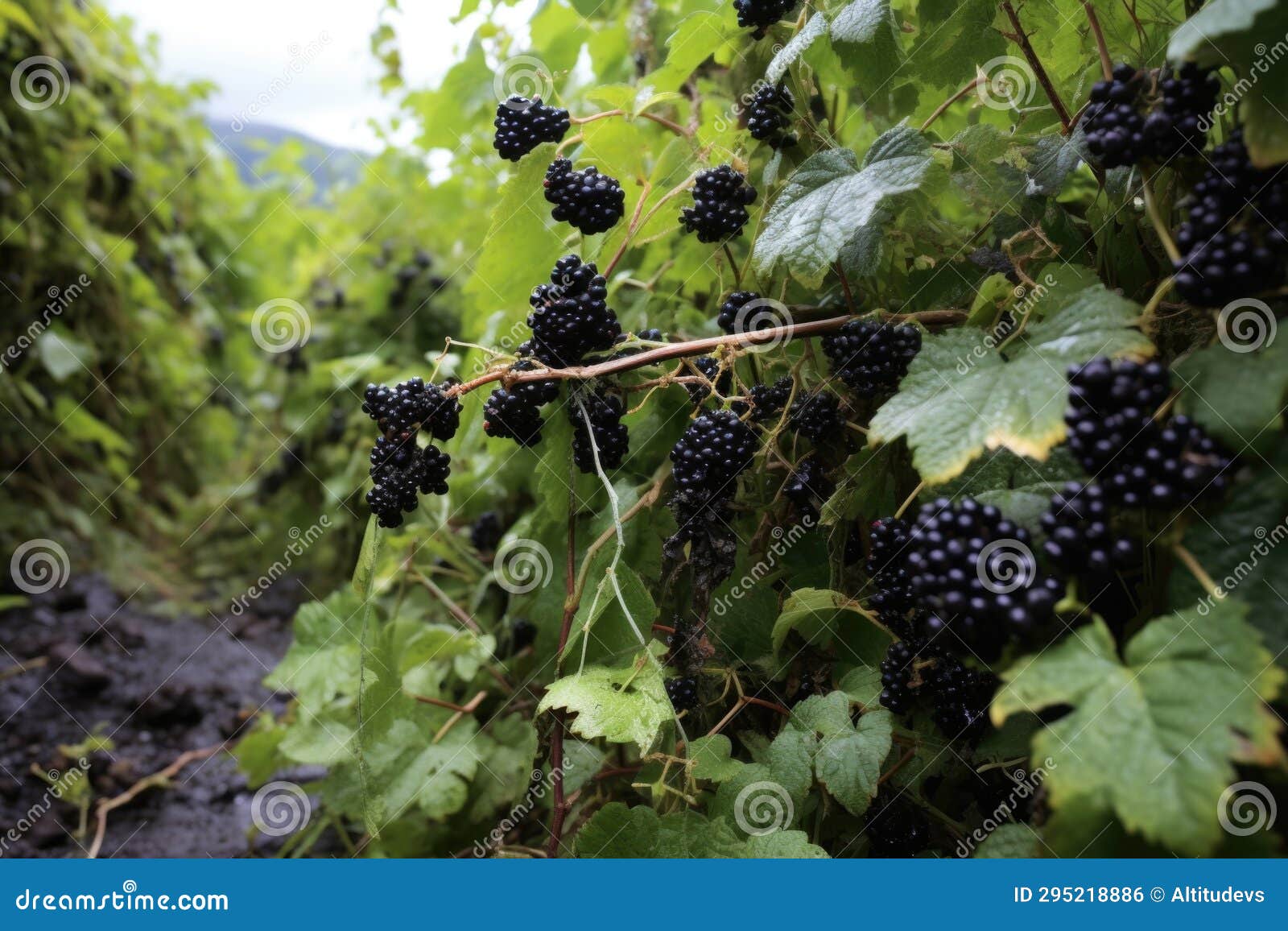 Himalayan Blackberries Forming a Thicket Stock Photo - Image of nature ...