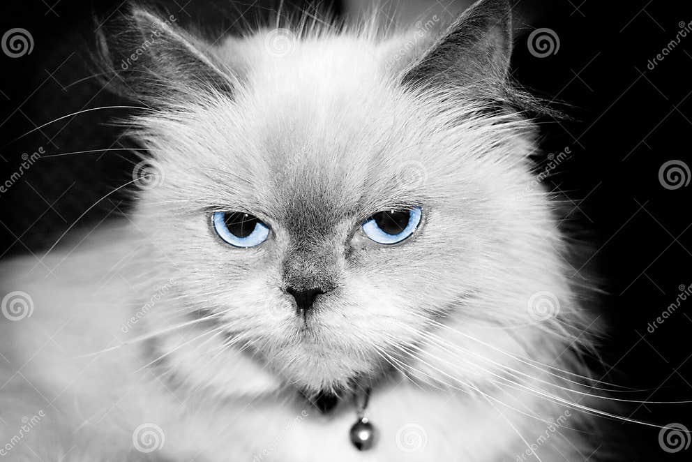 Himalayan Blue Point stock photo. Image of white, blue - 174228