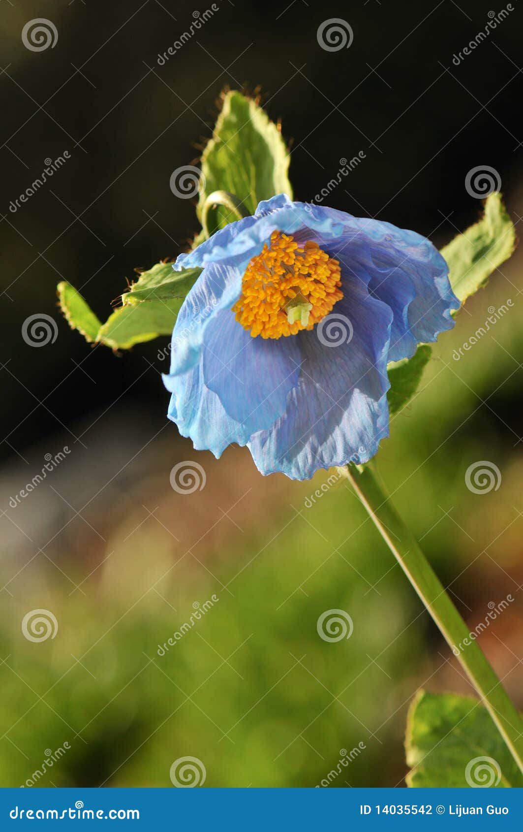 Blue Poppy Seeds Isolated On White Background, Top View. Heap Of Poppy ...