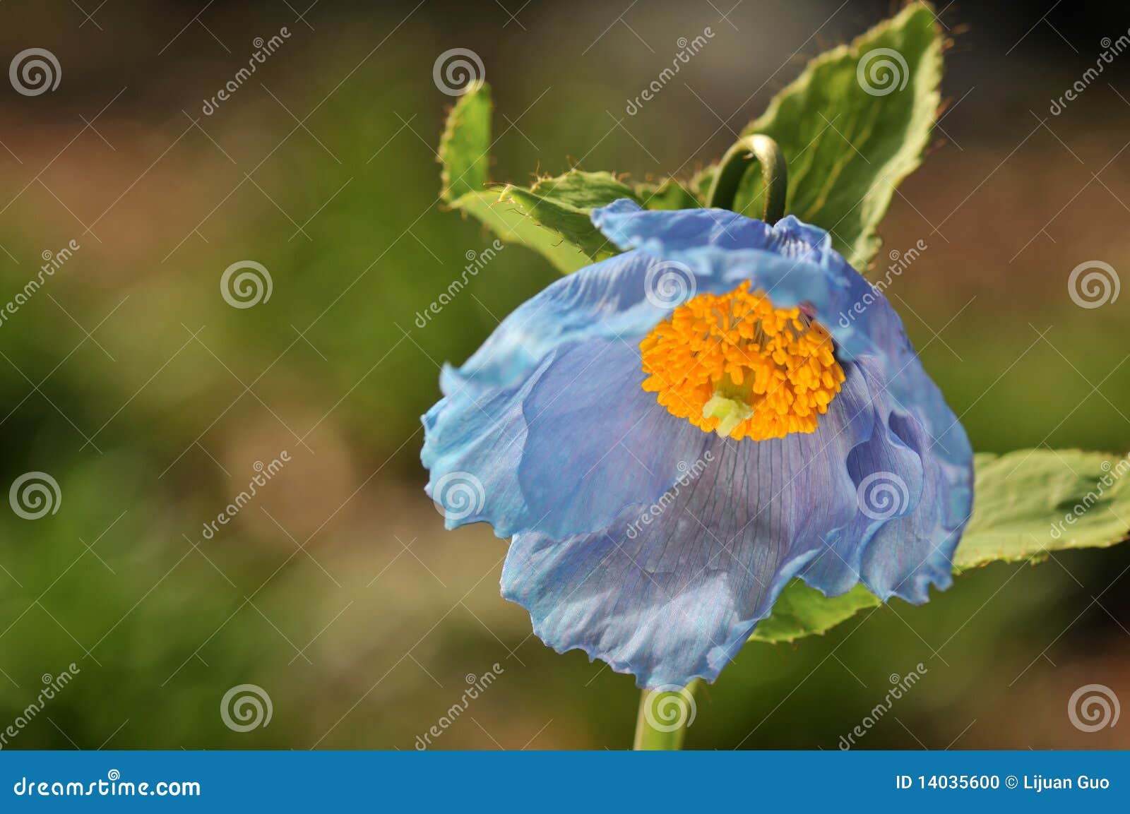 Blue Poppy Seeds Isolated On White Background, Top View. Heap Of Poppy ...