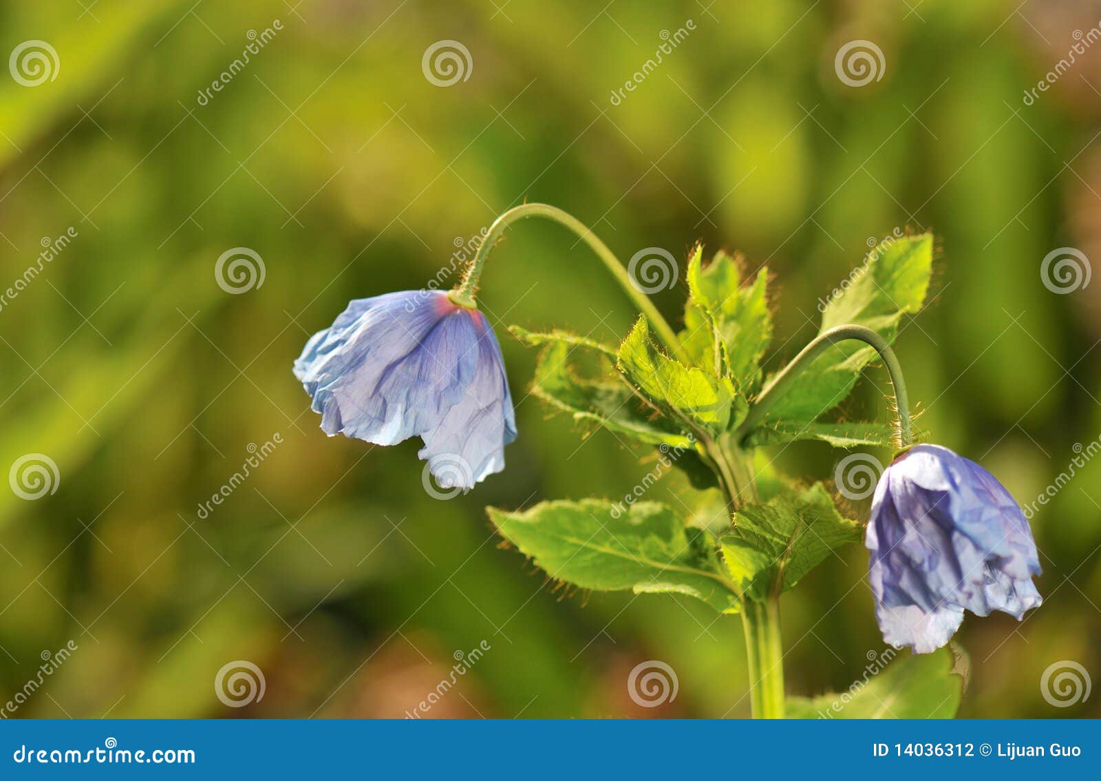 Blue Poppy Seeds Isolated On White Background, Top View. Heap Of Poppy ...