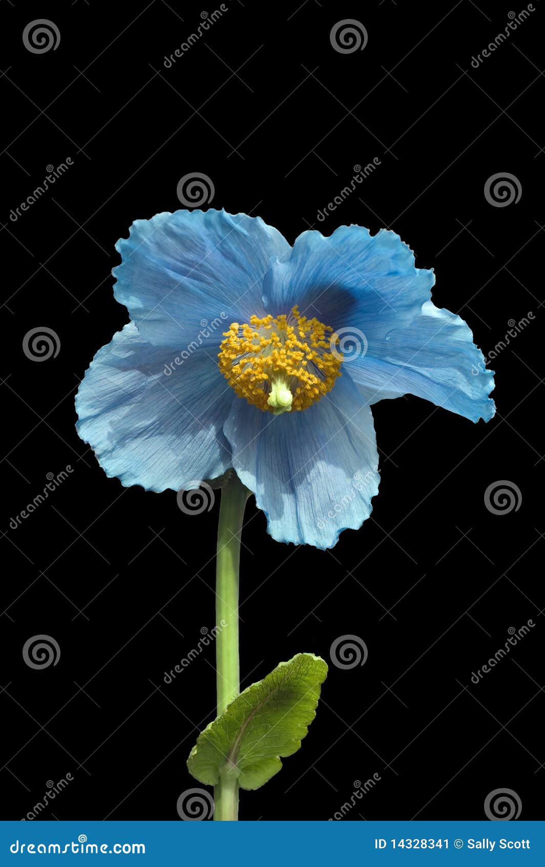 Blue Poppy Seeds Isolated On White Background, Top View. Heap Of Poppy ...