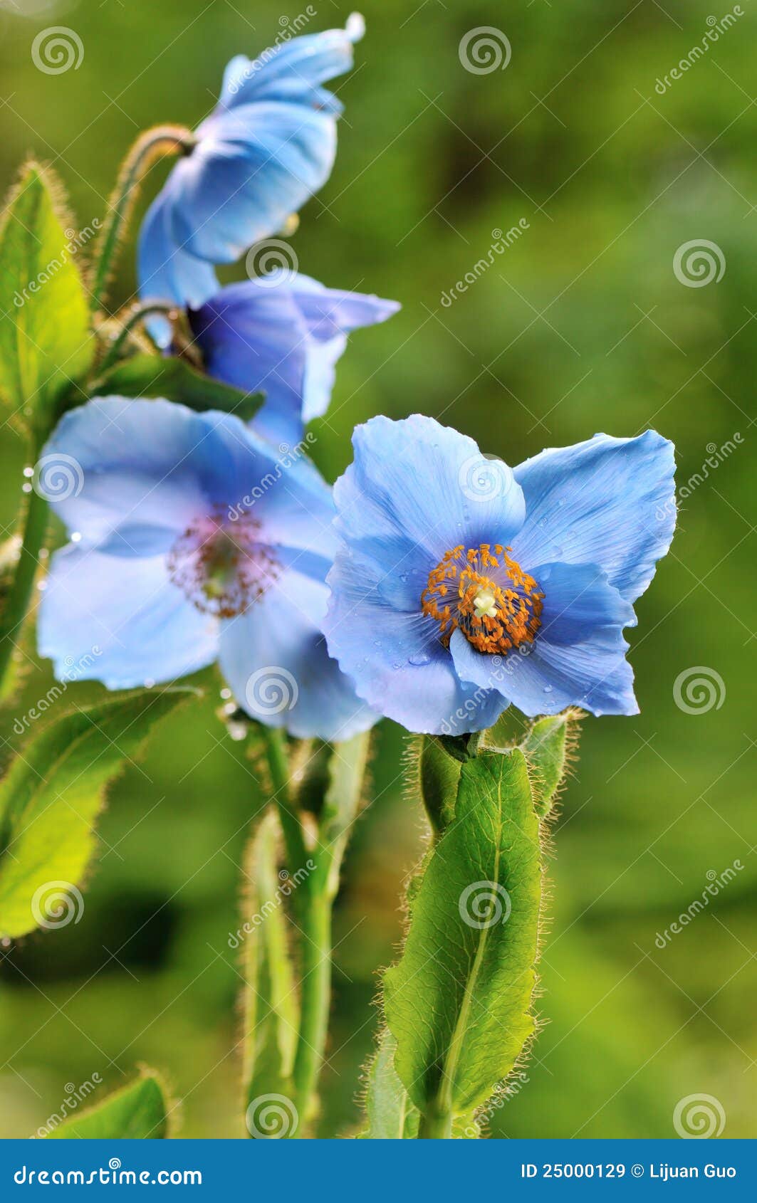 Himalayan blue poppy stock image. Image of himalayan - 25000129