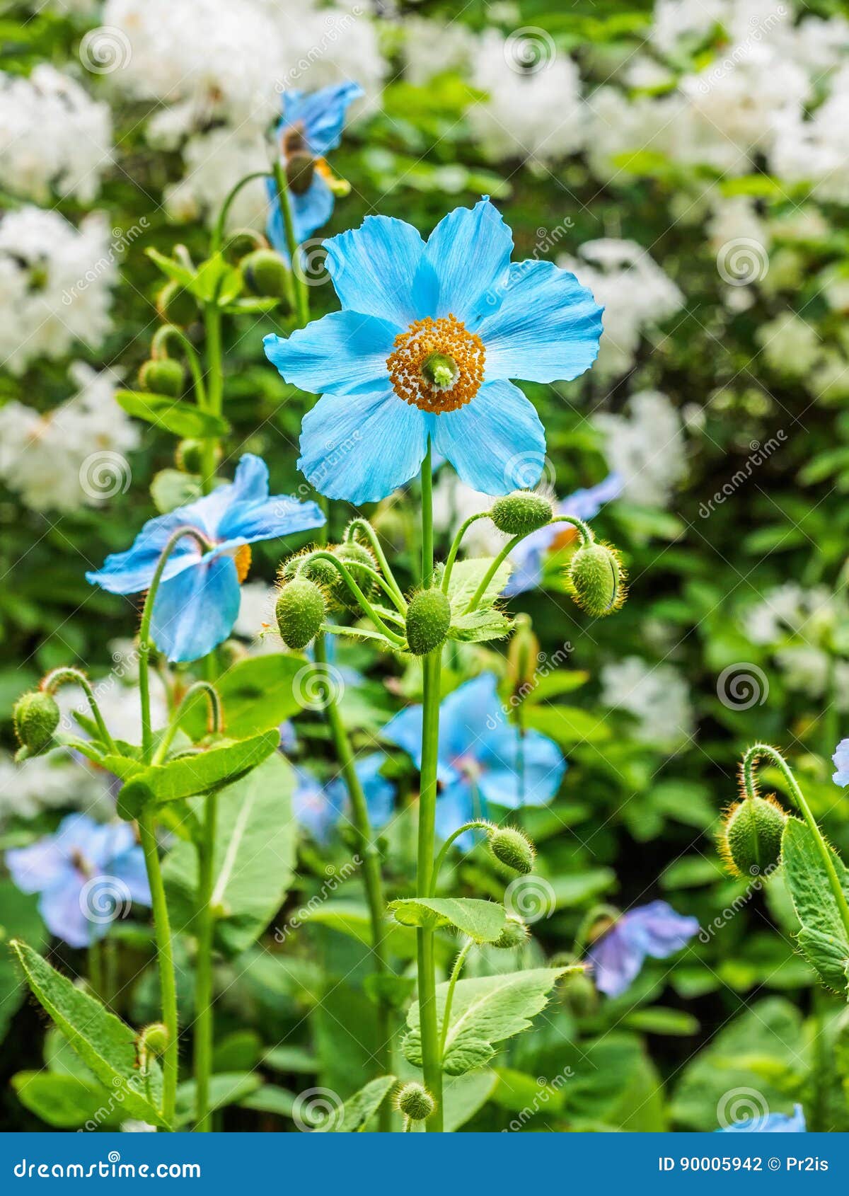 Himalayan blue poppy stock photo. Image of flower, flora - 90005942