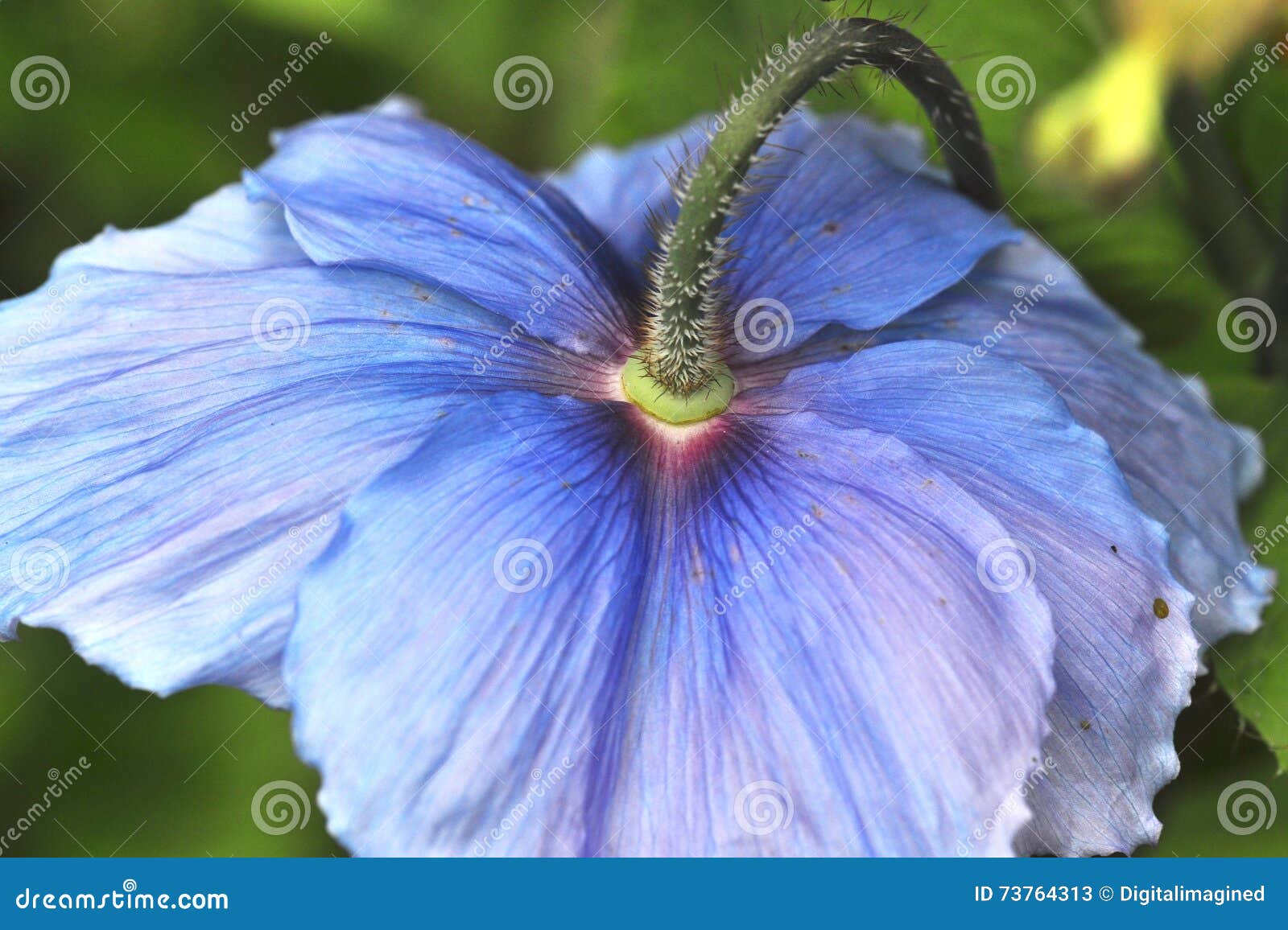 Himalayan blue poppy stock image. Image of blue, flower - 73764313