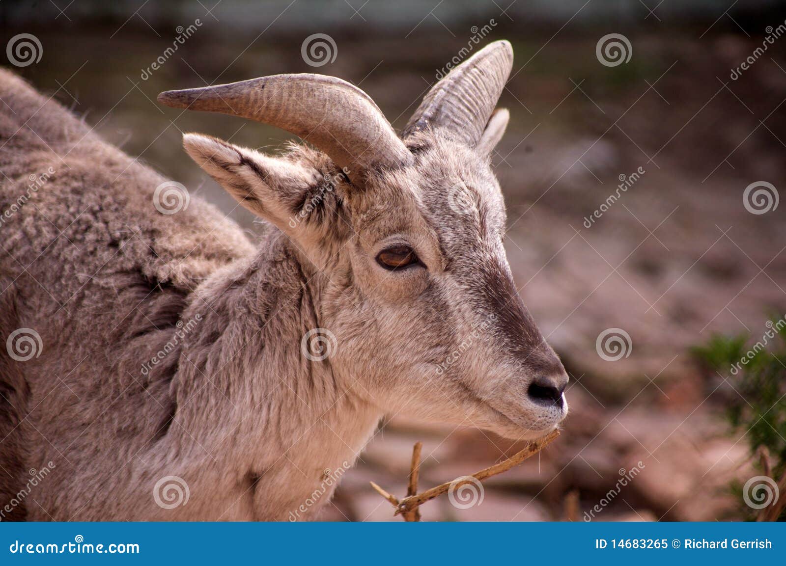 Himalayan Blue Sheep stock image. Image of sheep, animal - 14683265