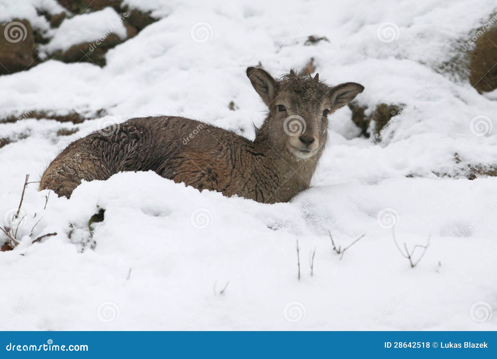 Himalayan blue sheep stock photo. Image of bharal, nature - 28642518