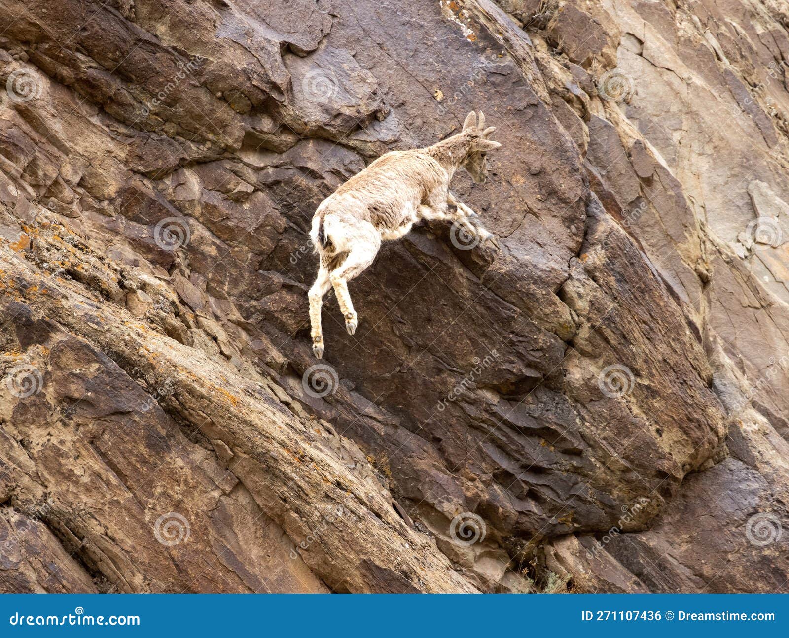 Himalayan Blue Sheep on the Cliffs Jumping Stock Photo - Image of alps ...