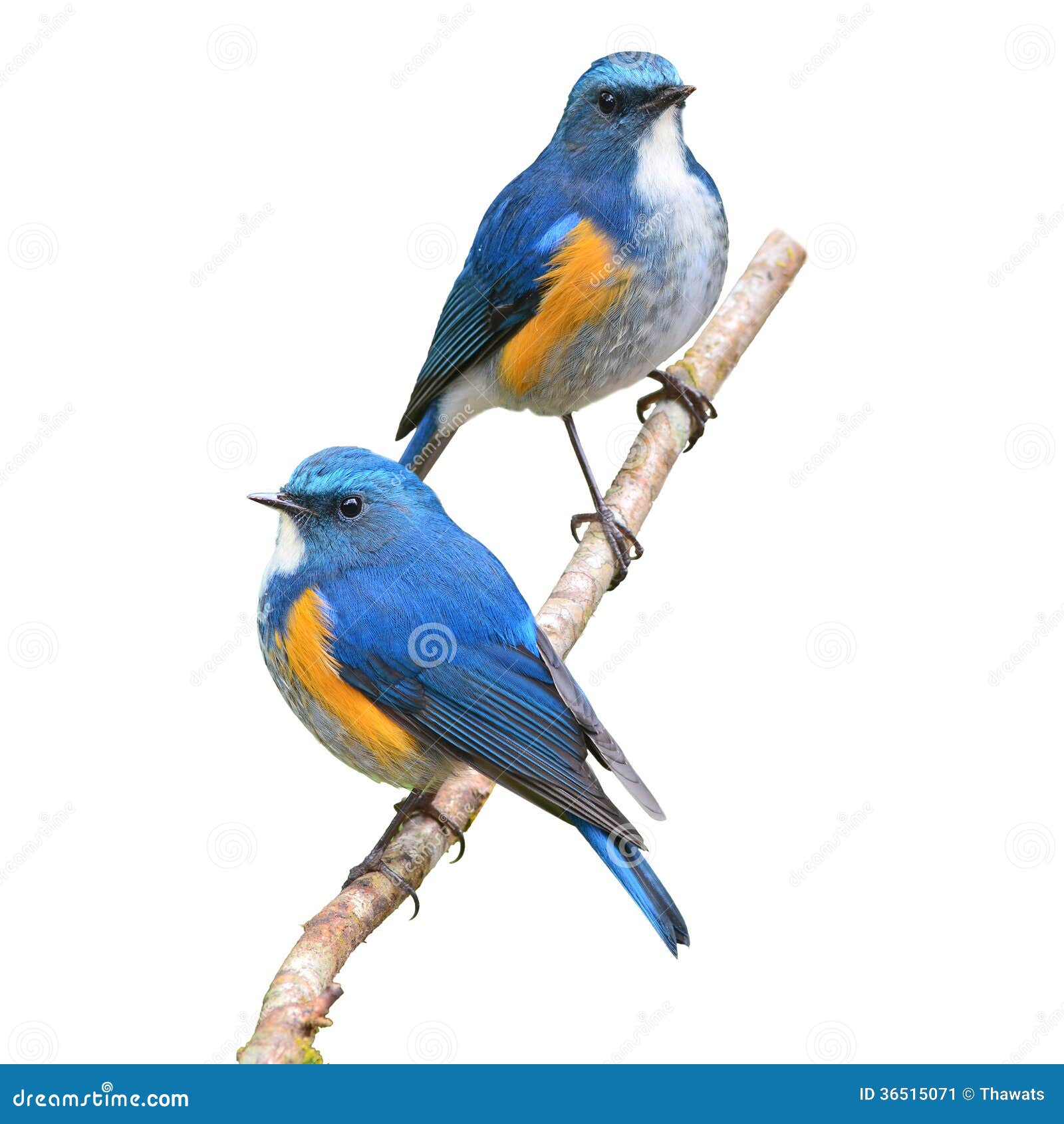 Himalayan Bluetail Or Orange-flanked Bush-robin Tarsiger Rufilatus ...