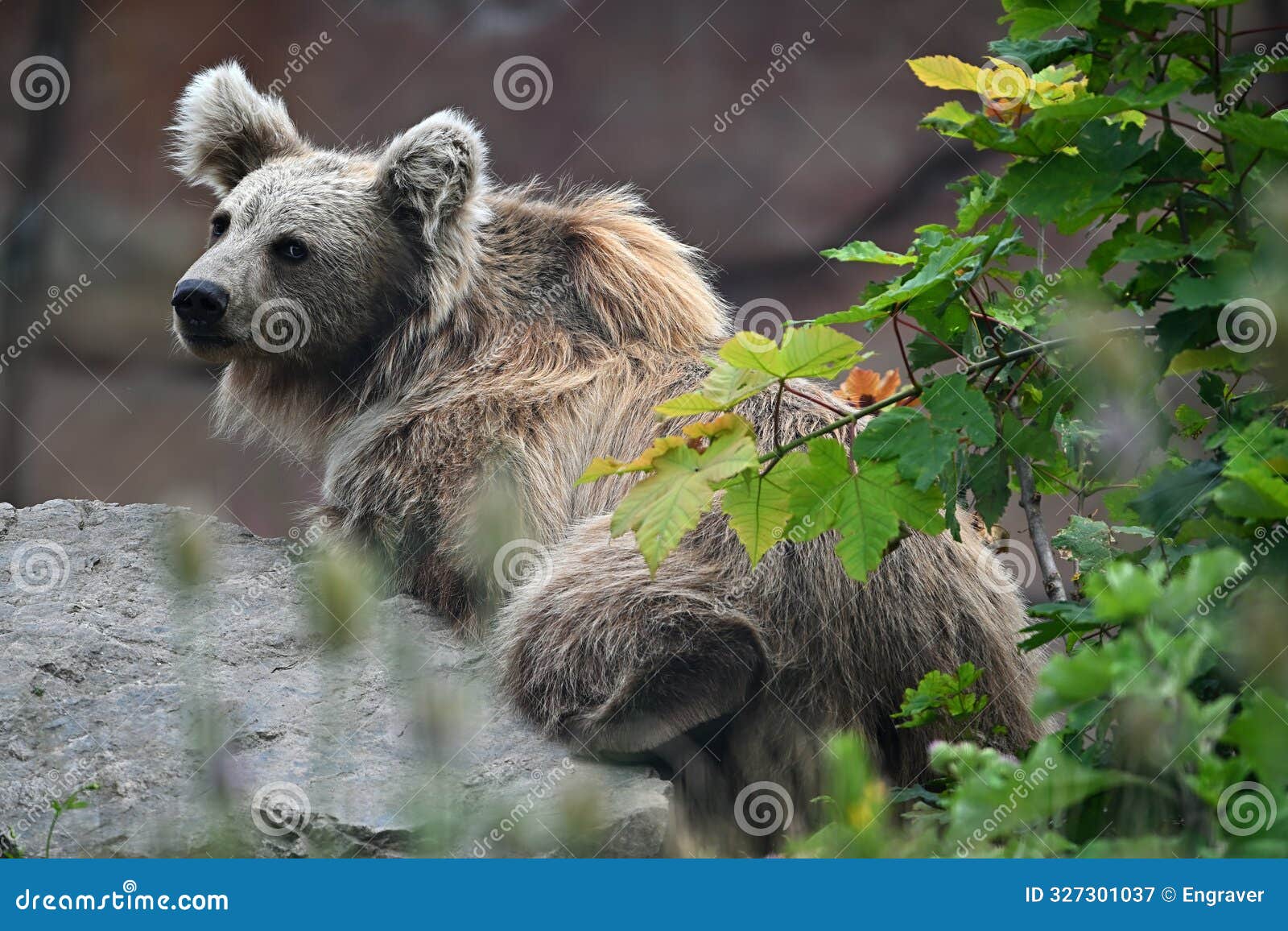 Himalayan Brown Bear Animals Zoo Stock Image - Image of species ...