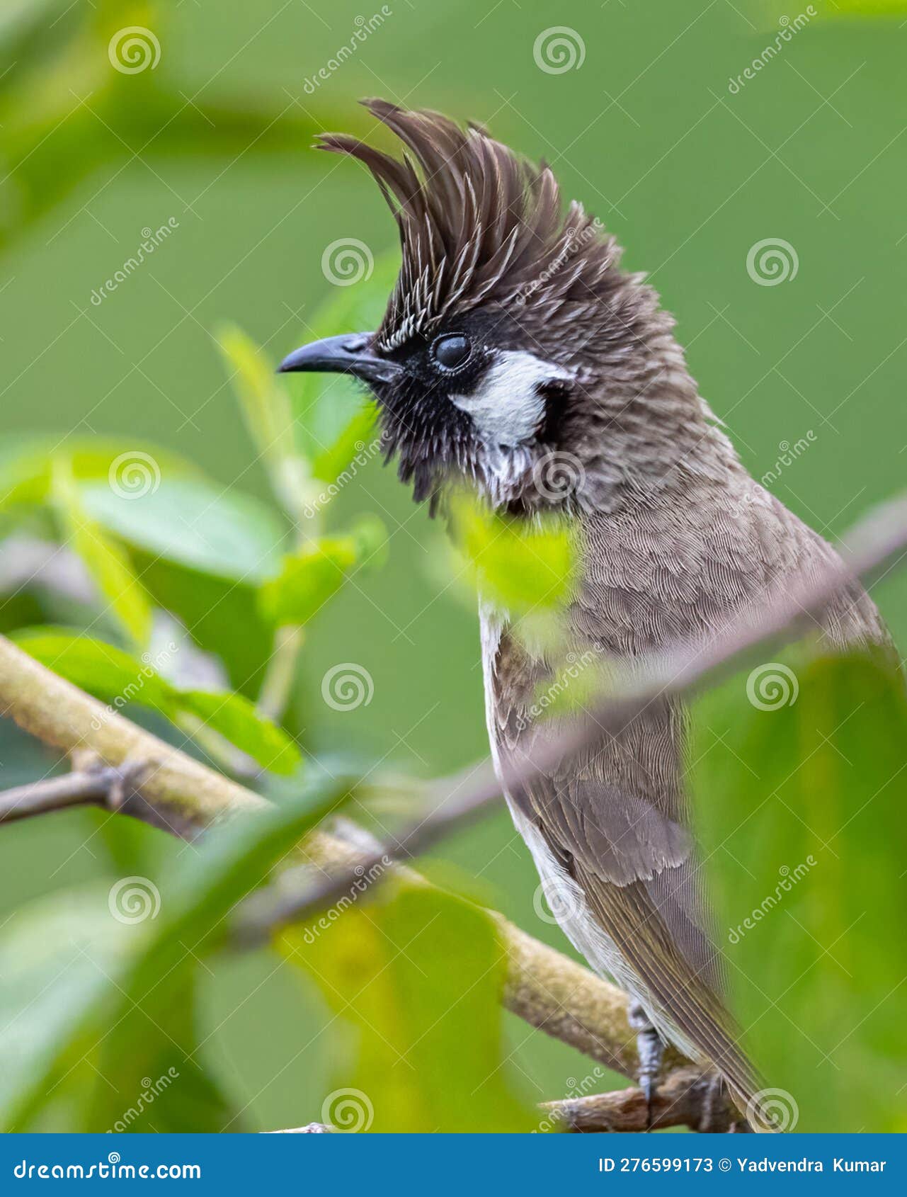 A Himalayan Bulbul stock image. Image of himalayan, garden - 276599173