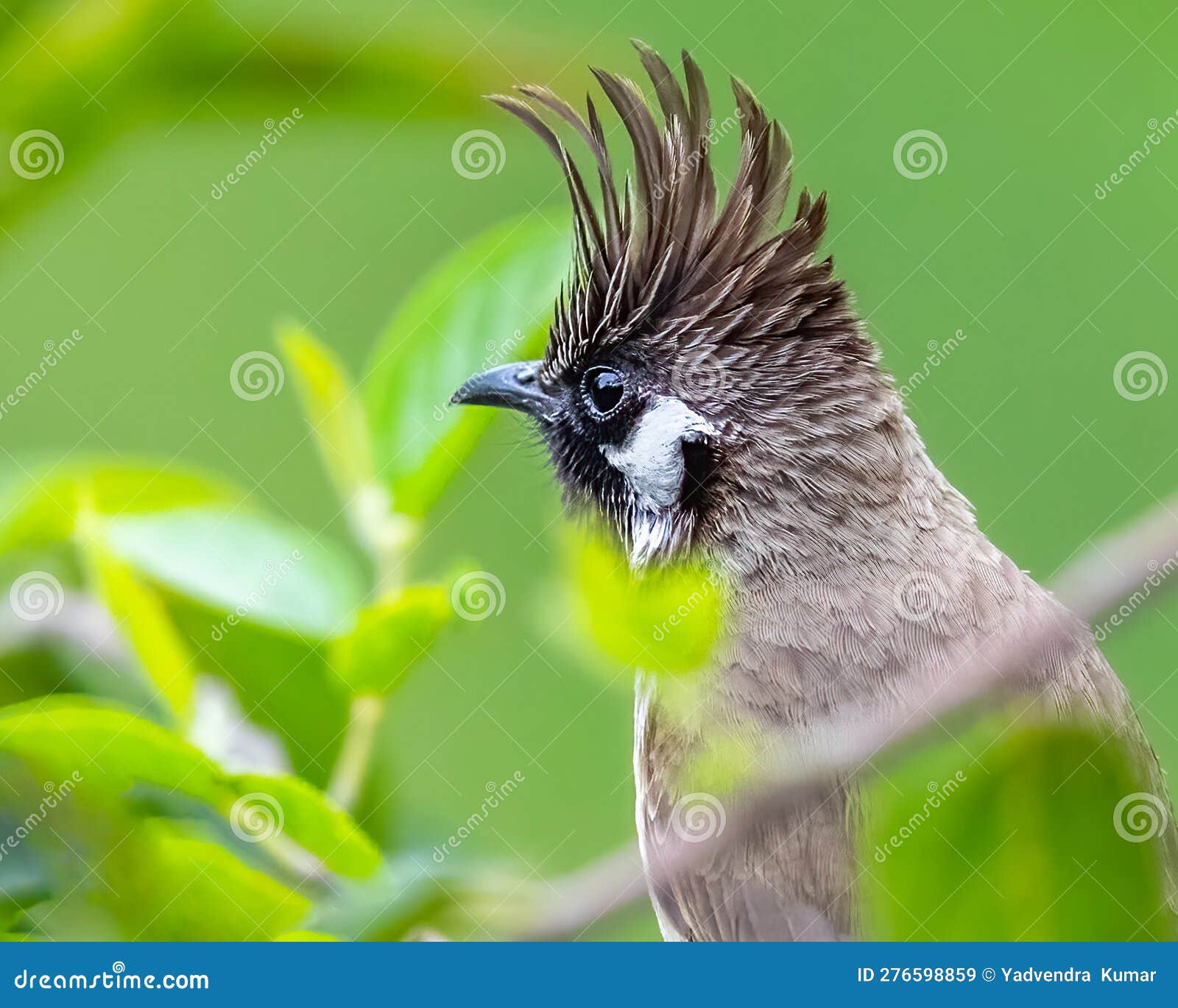 A Himalayan Bulbul stock image. Image of ornithology - 276598859