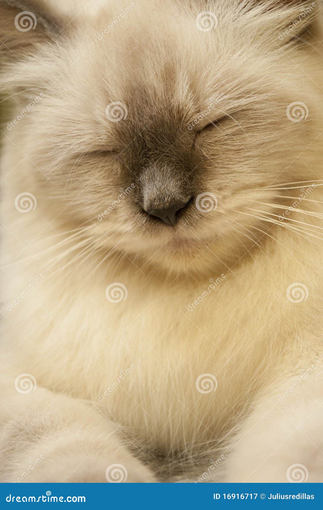 Himalayan Cat stock image. Image of kitten, kitty, feline - 16916717