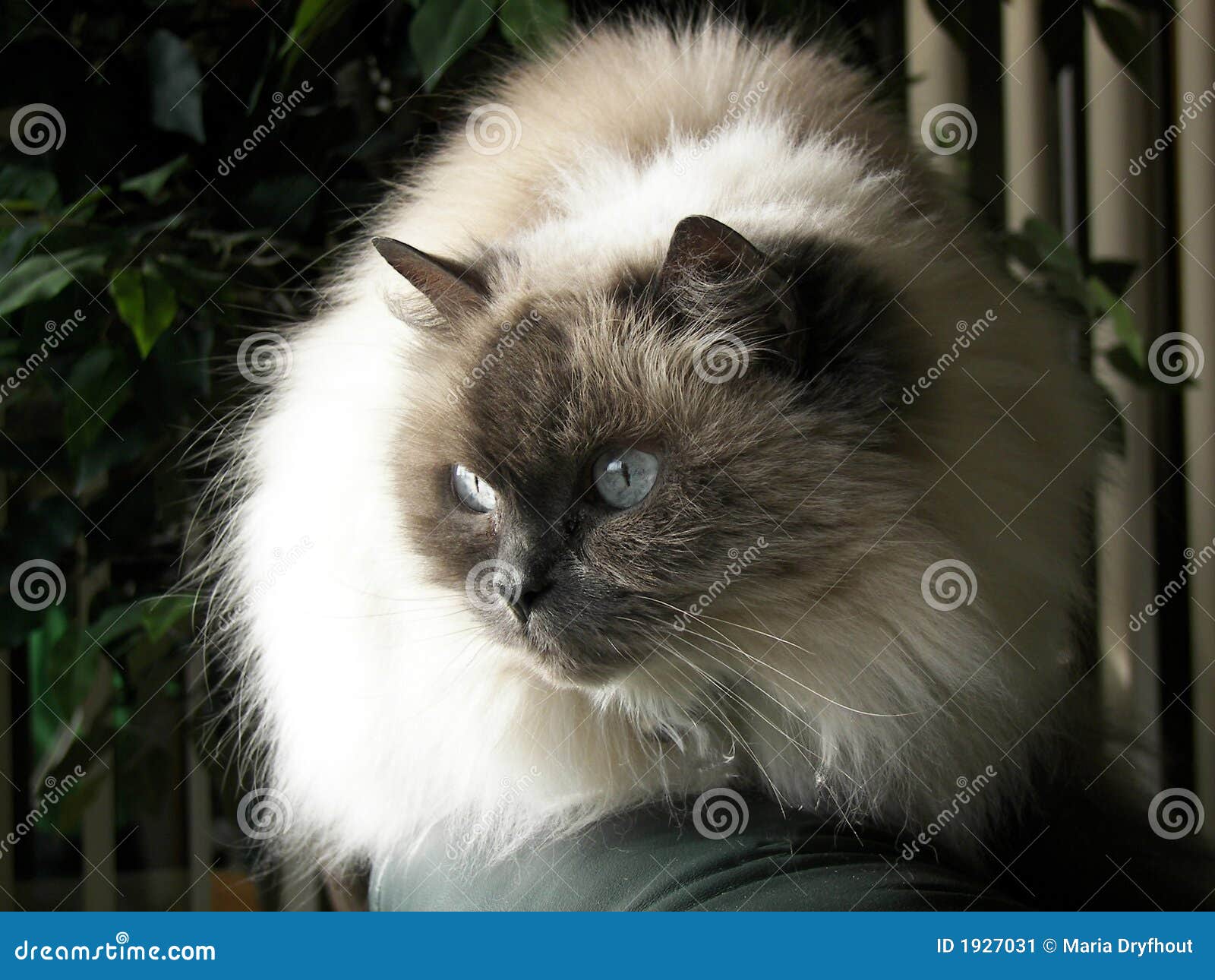 Himalayan Cat stock image. Image of peaceful, whisker - 1927031