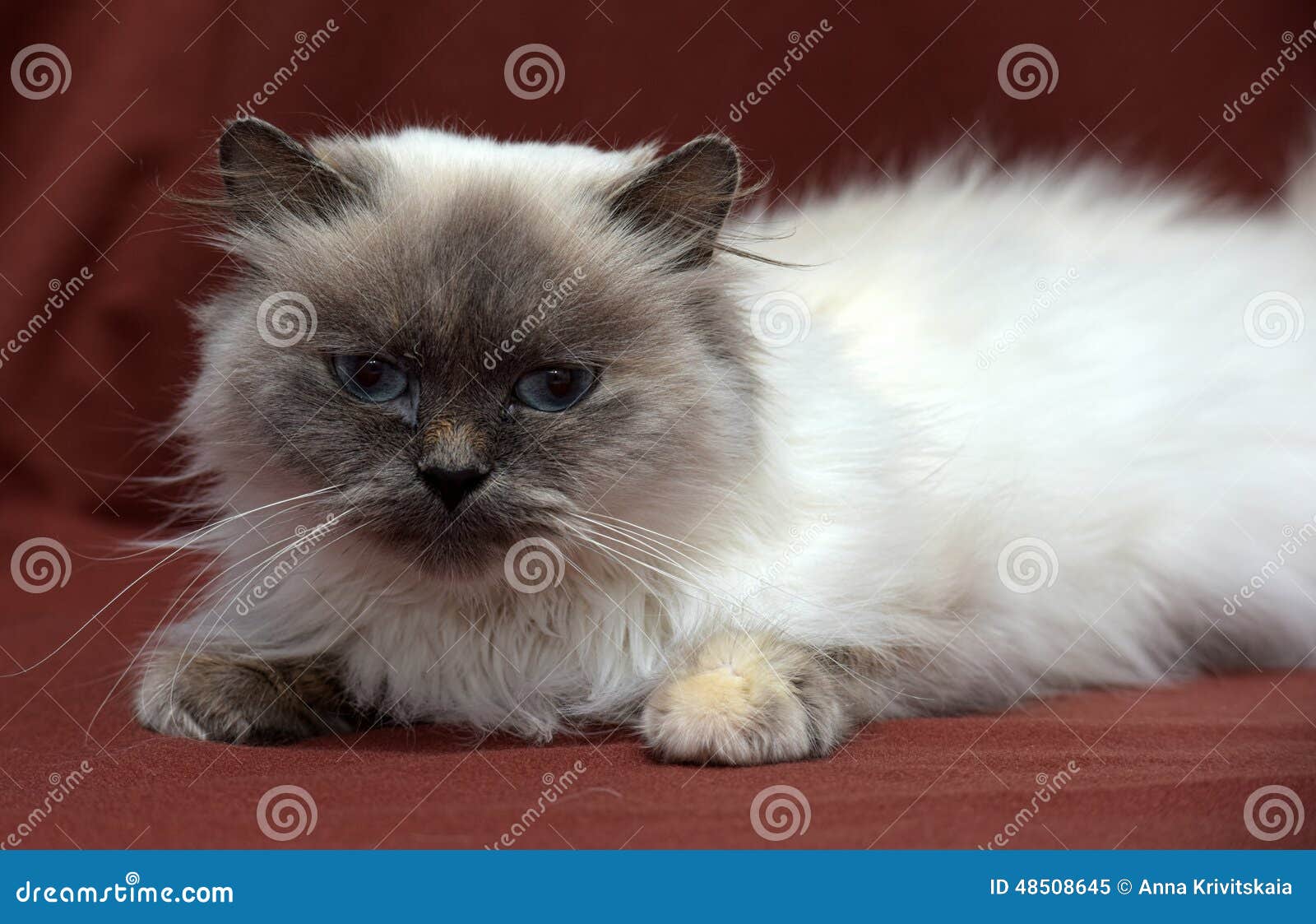 Himalayan cat stock image. Image of face, himalayan, bluepoint - 48508645