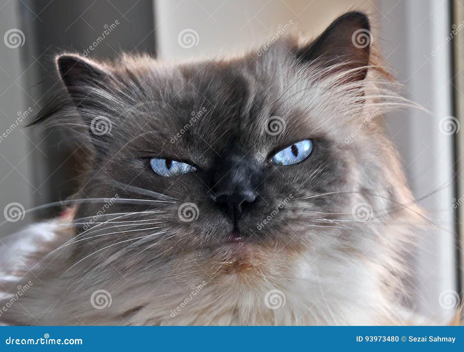 Gray Himalayan Cat
