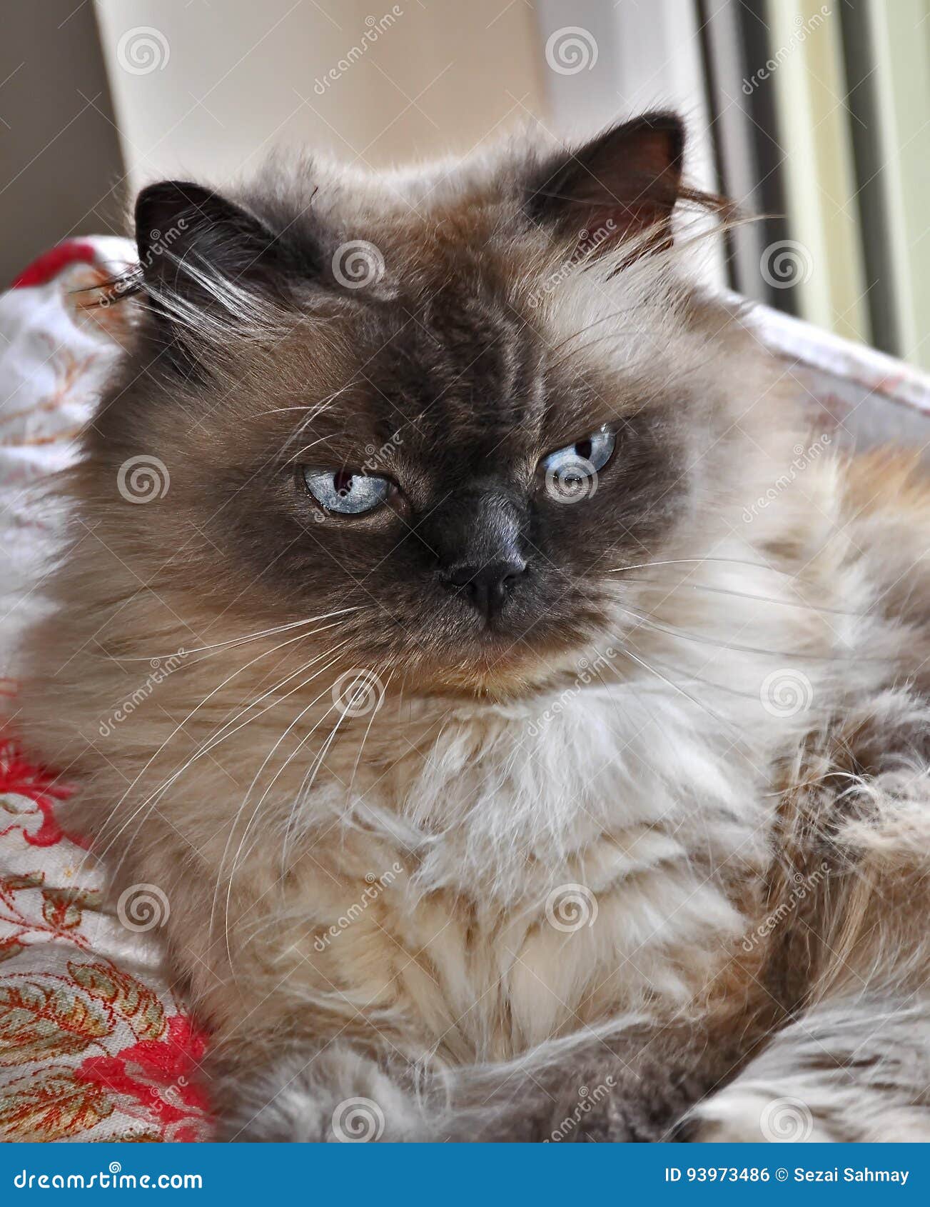Himalayan cat stock photo. Image of mammalian, close - 93973486