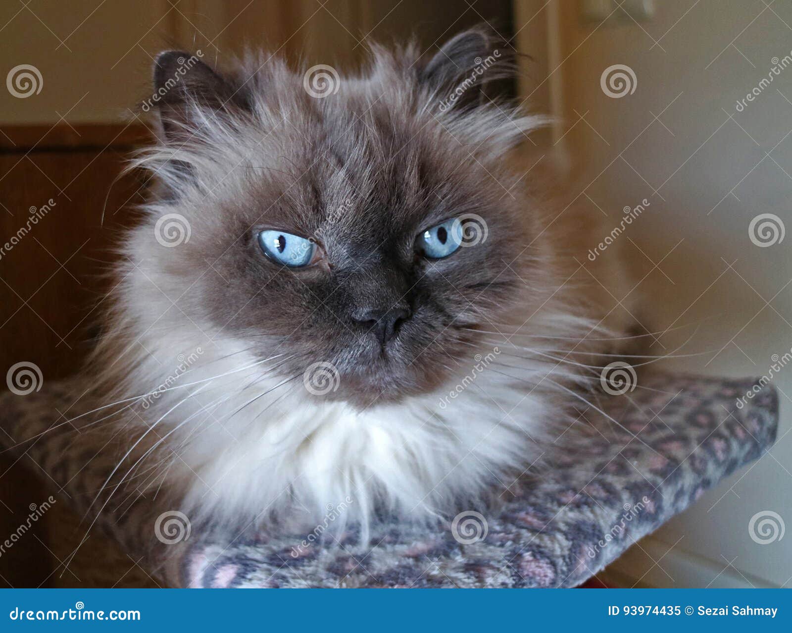 Gray Himalayan Cat