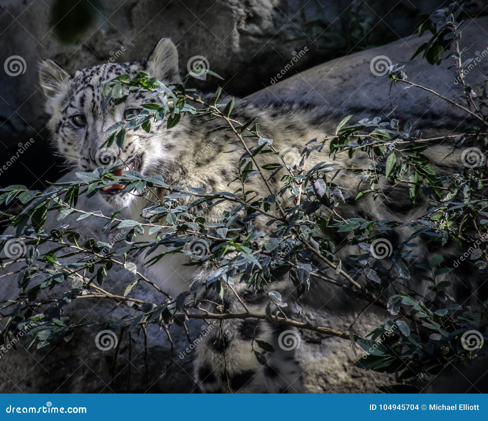 Snow Leopard Face stock photo. Image of feline, face - 104945704