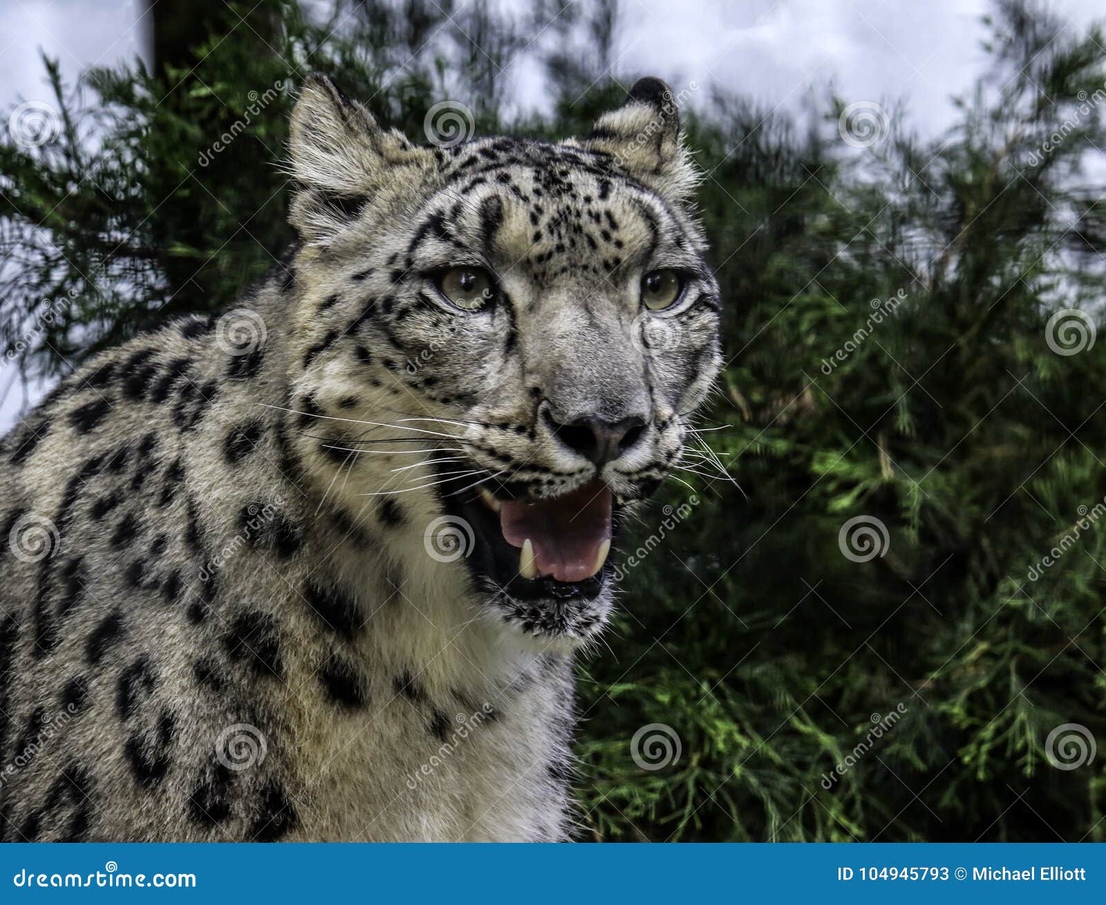 Snow Leopard Face stock image. Image of hymilayan, feline - 104945793