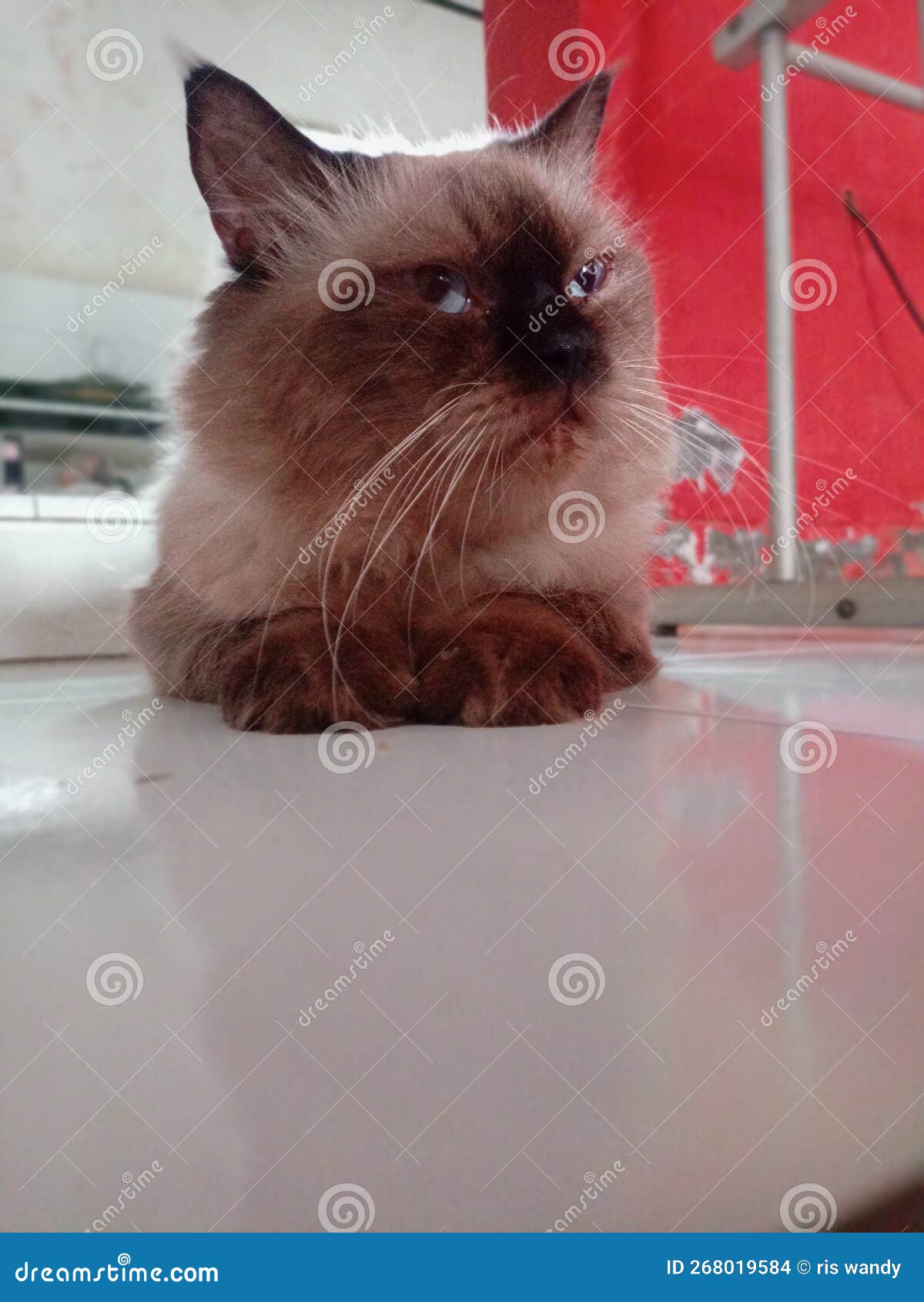 The Himalayan Cat on Duty Now Stock Photo - Image of carnivore, nose ...