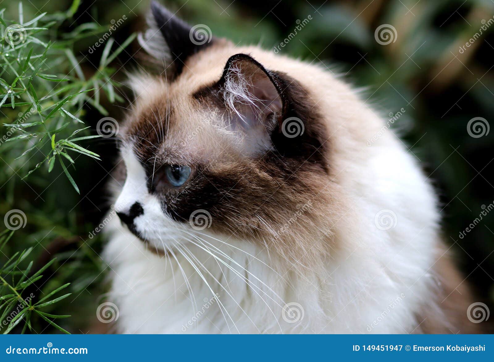 Cute Himalayan Cat Exploring the Garden Stock Image - Image of brown ...