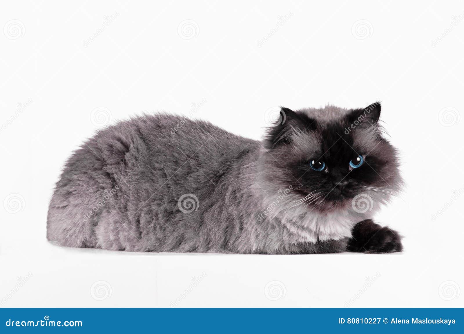 Chocolate Point Himalayan Kittens