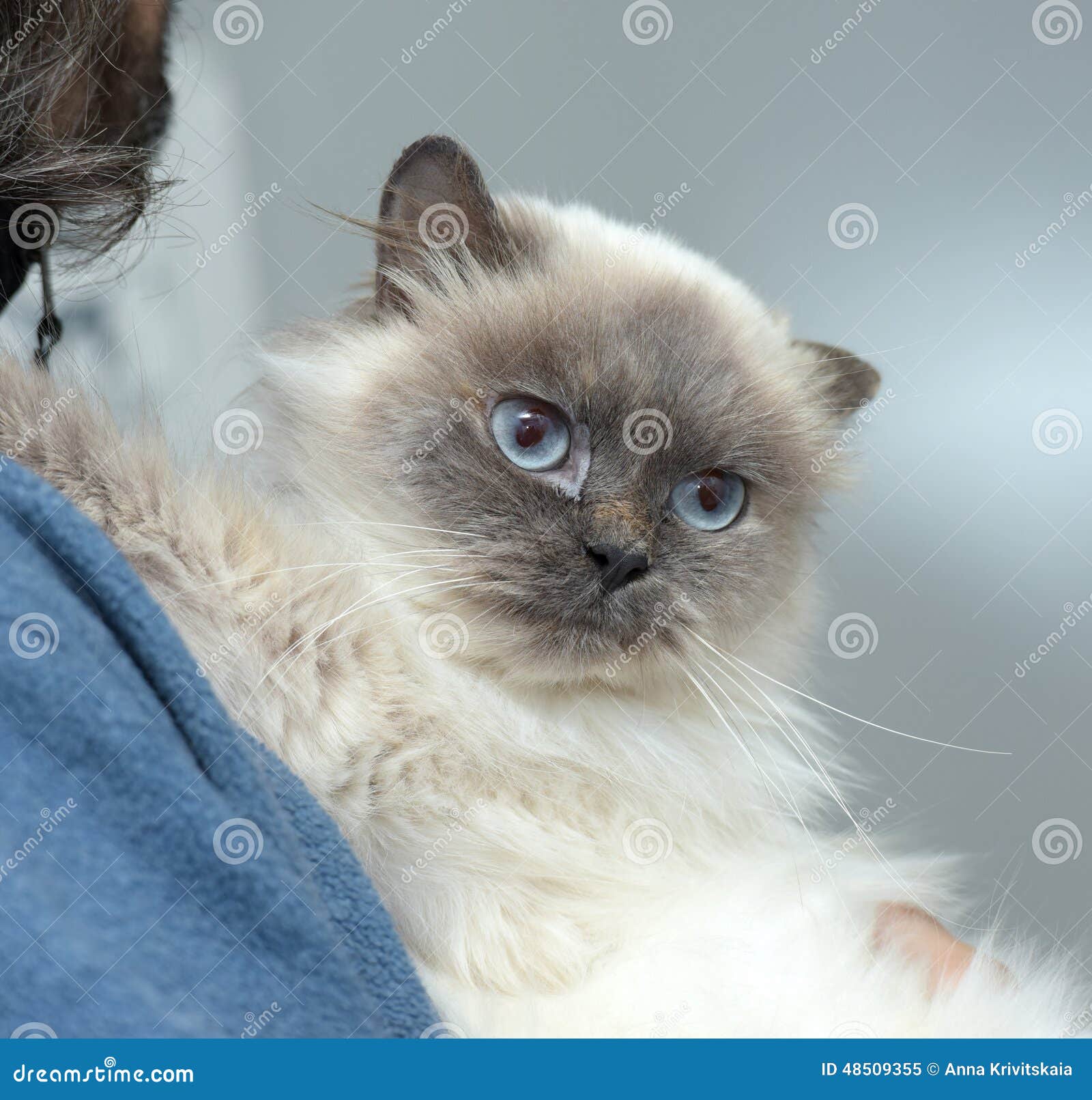 Himalayan cat stock image. Image of happy, kitten, face - 48509355