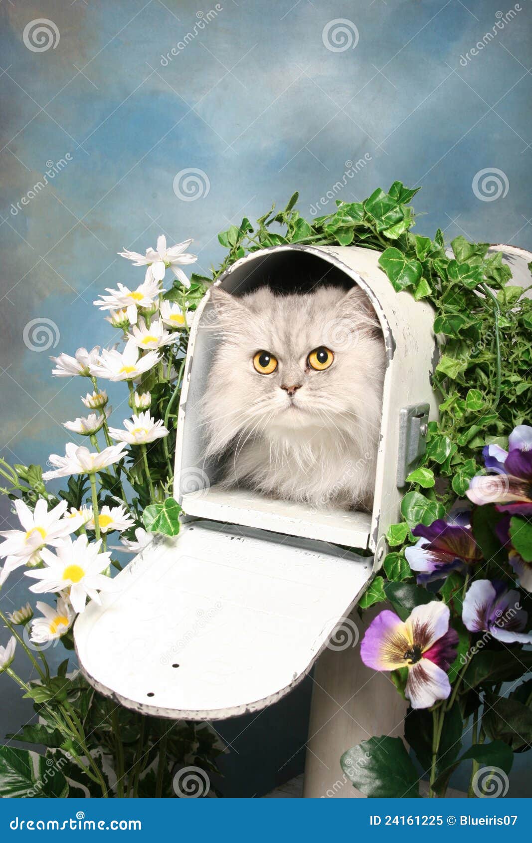 Himalayan cat in a mailbox stock image. Image of studio - 24161225