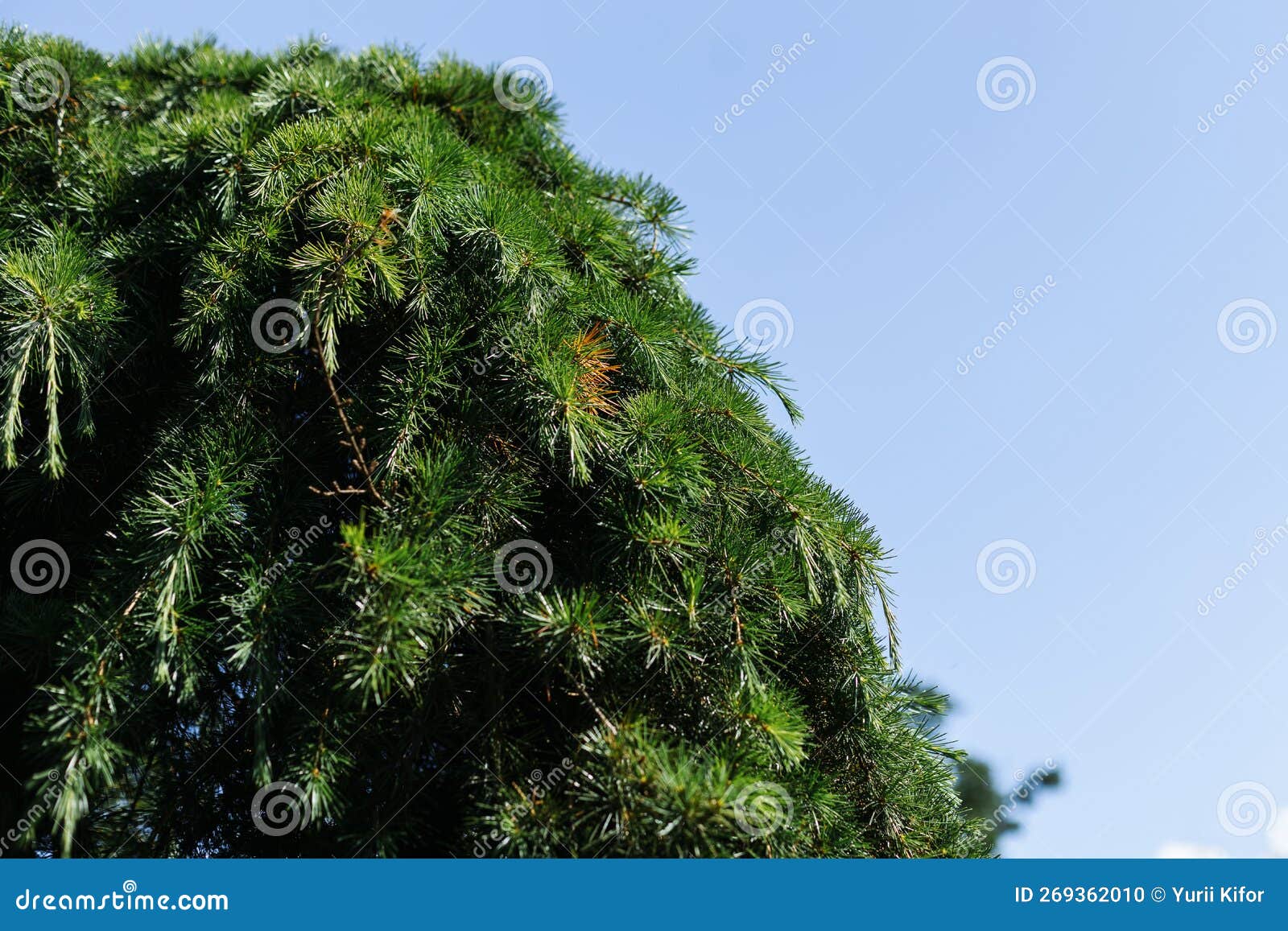 Himalayan Cedar Branch in the Park Stock Photo - Image of forest, high ...