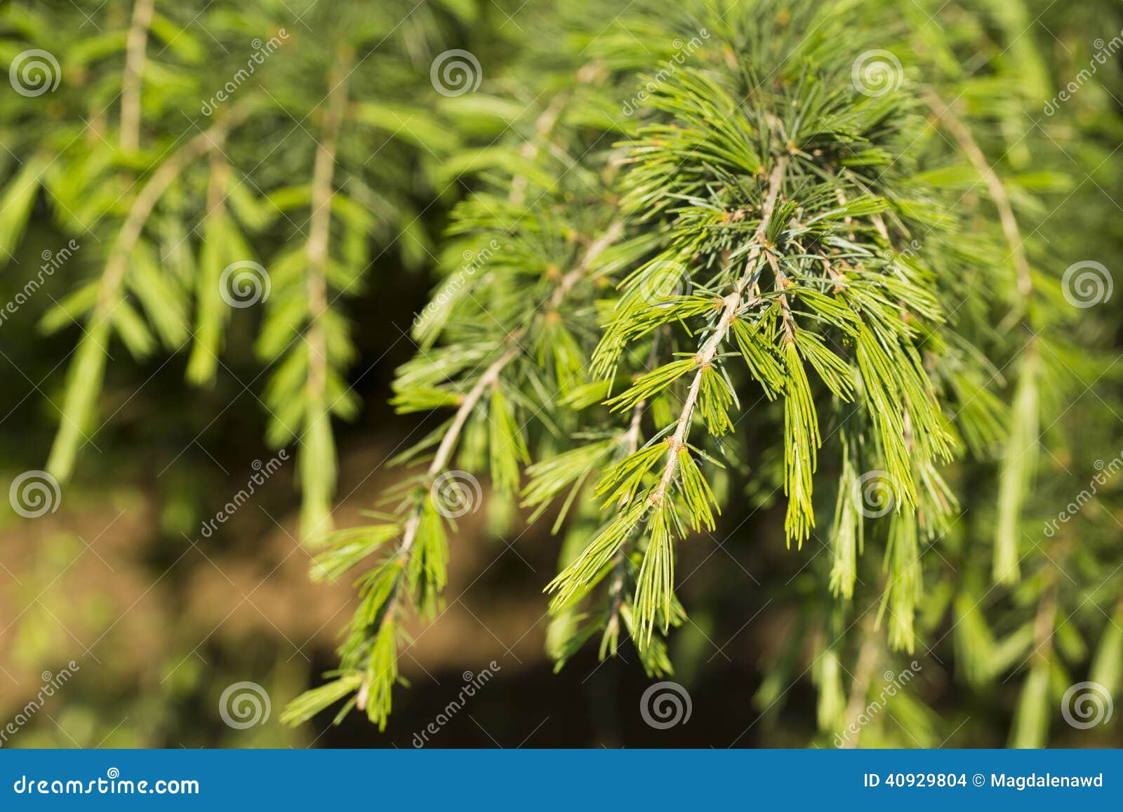 Himalayan Cedar stock photo. Image of cedrus, female - 40929804