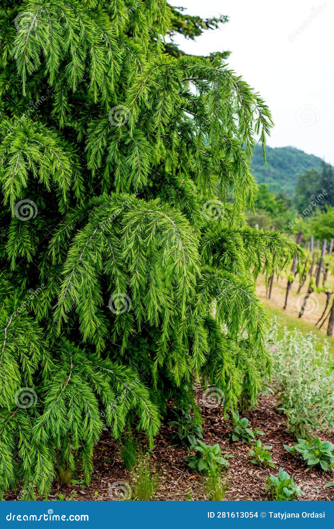 Himalayan Cedar (Cedrus Deodara). Young Bright Green Needles of ...