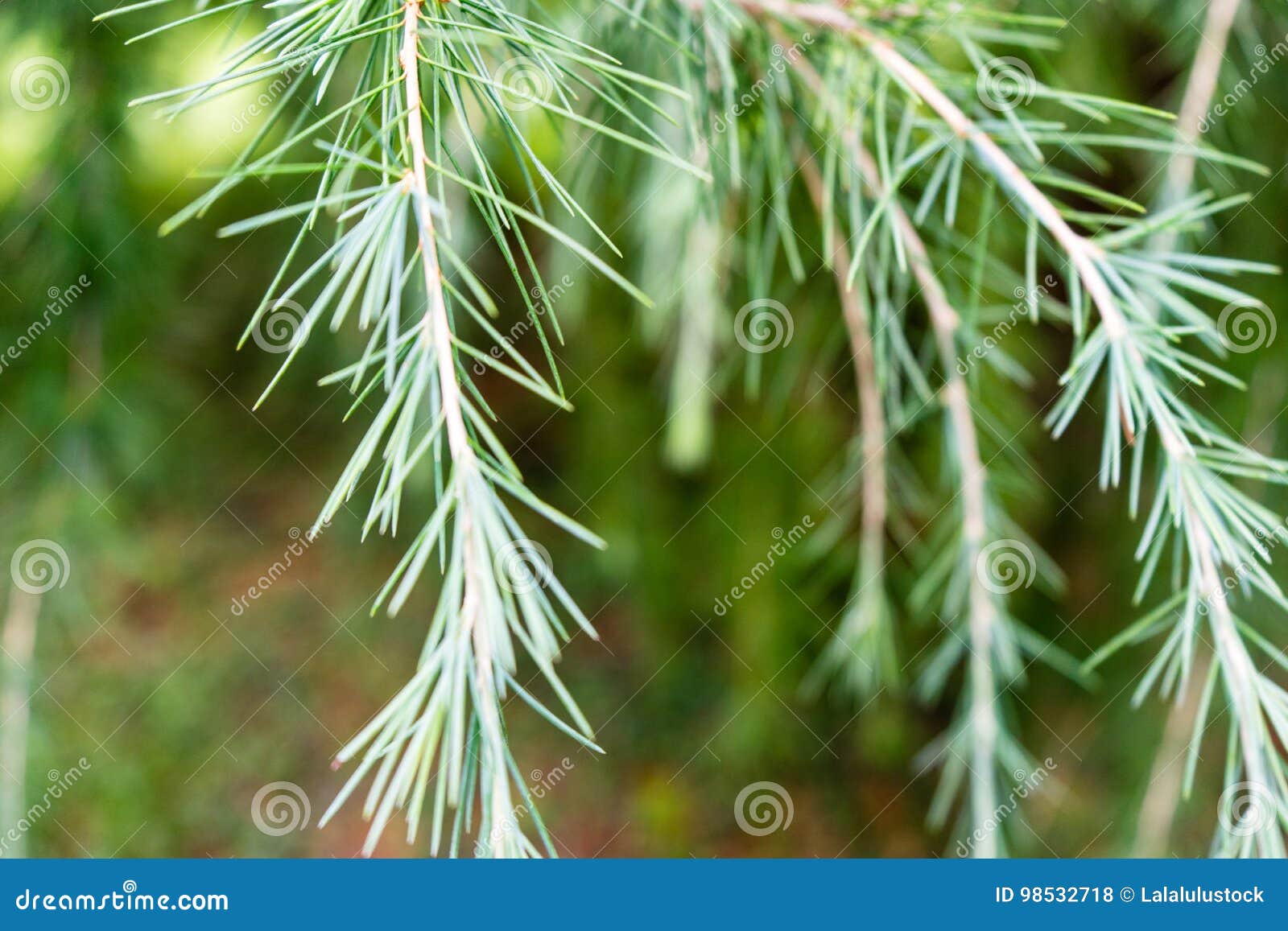 Himalayan Cedar Close Up Photo Cedrus Deodara Stock Photo - Image of ...