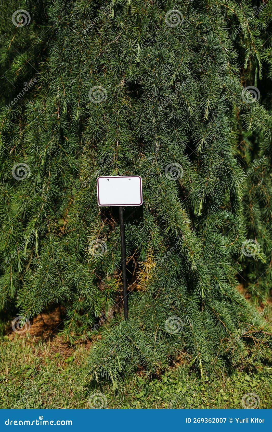Himalayan Cedar in the Park Stock Image - Image of botany, beautiful ...