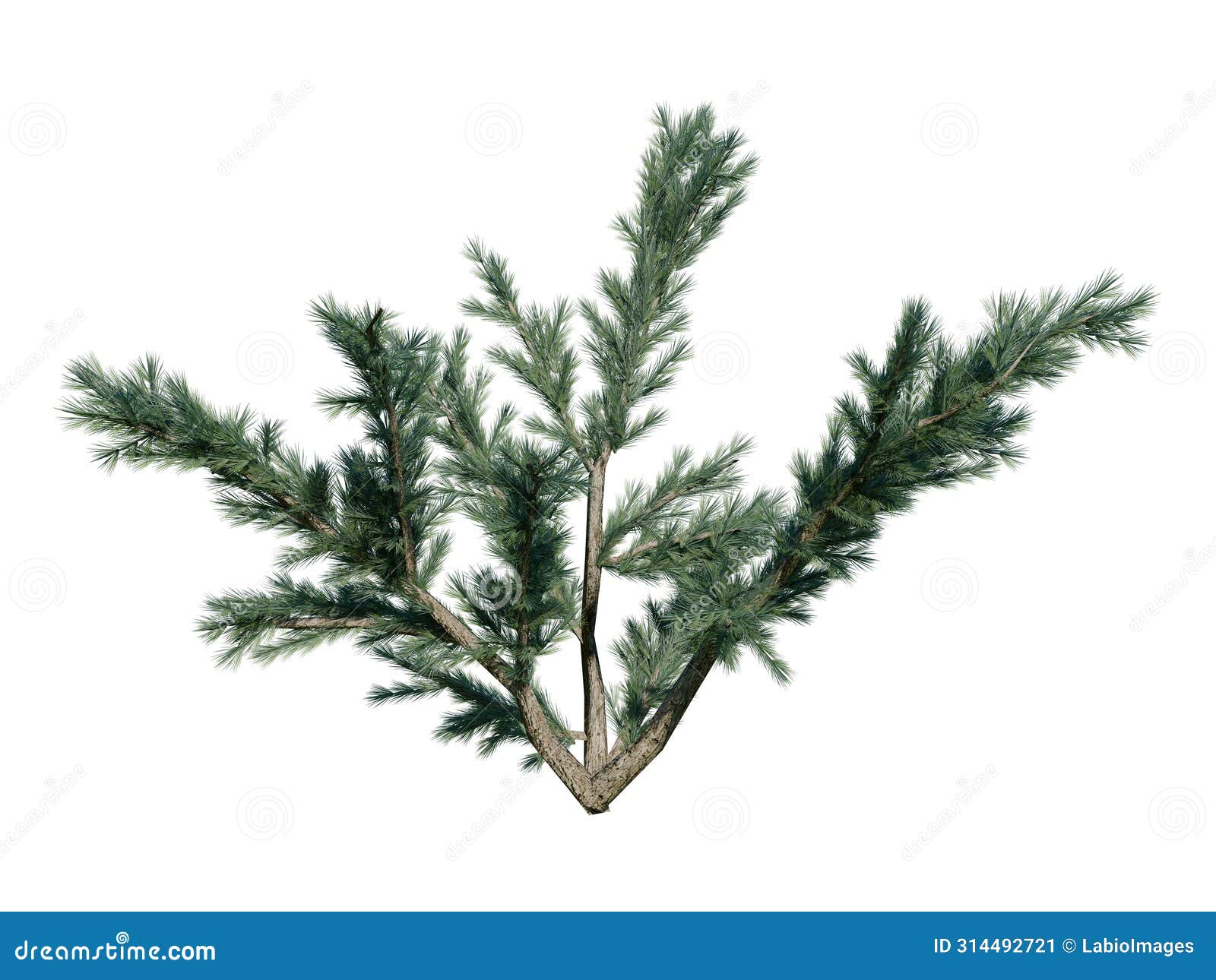 Himalayan Cedar Shrub (Cedrus Deodara) Stock Image - Illustration of ...