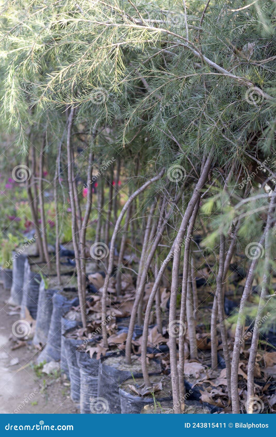 Himalayan Cedar Small Trees for Plantation Stock Image - Image of ...