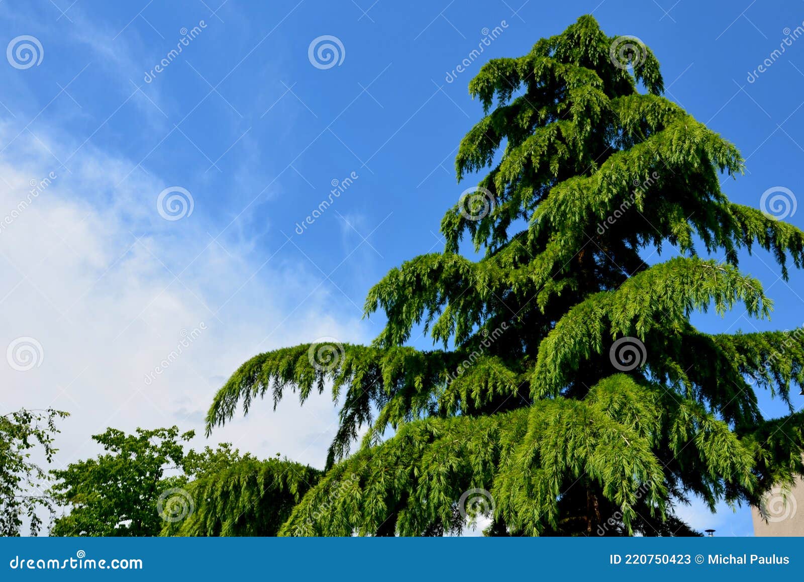 Himalayan Cedar is Strictly Pyramidal in Its Youth, with Spreading ...