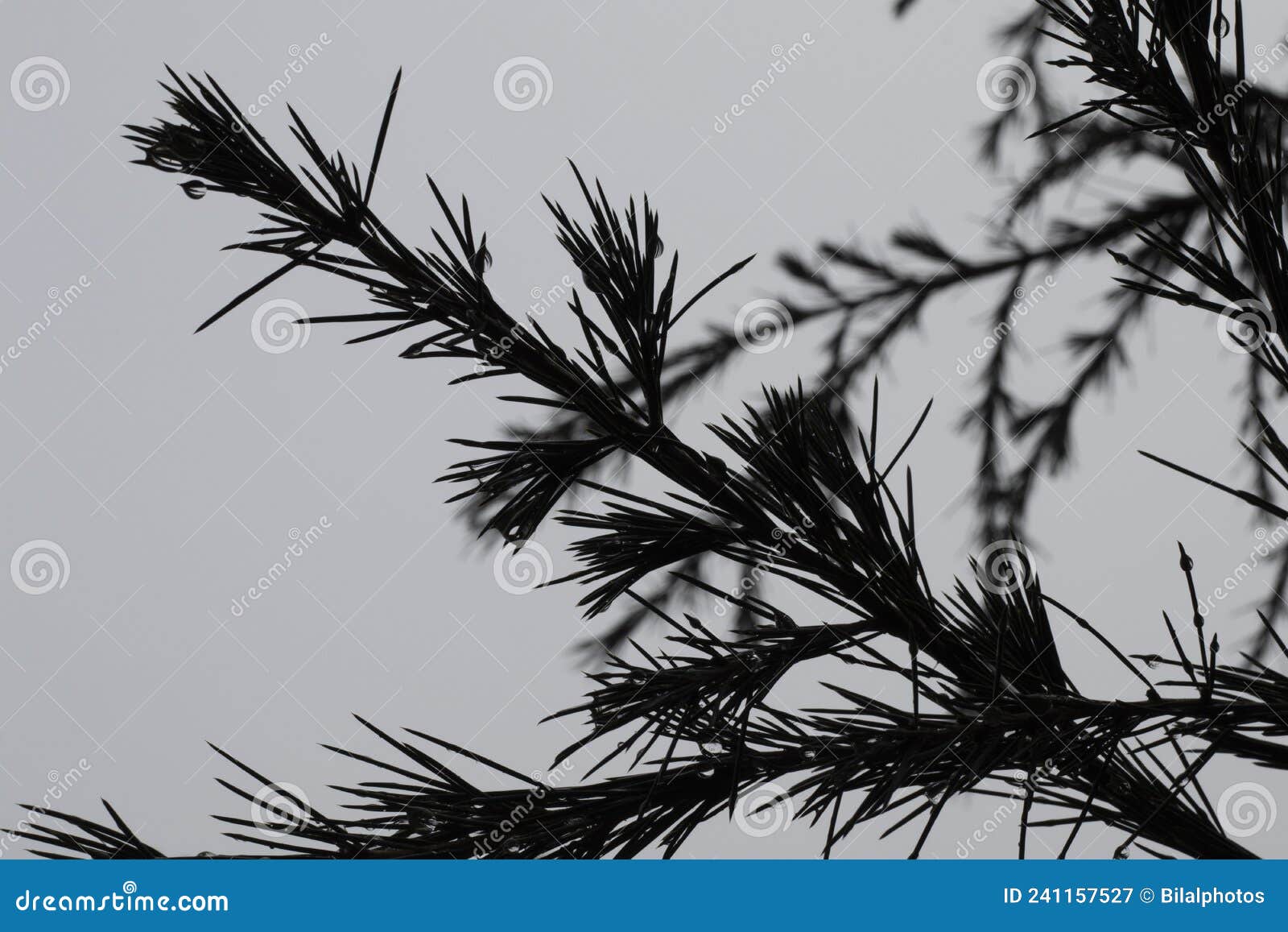 Himalayan Cedar Tree Branch Silhouette Stock Image - Image of plant ...