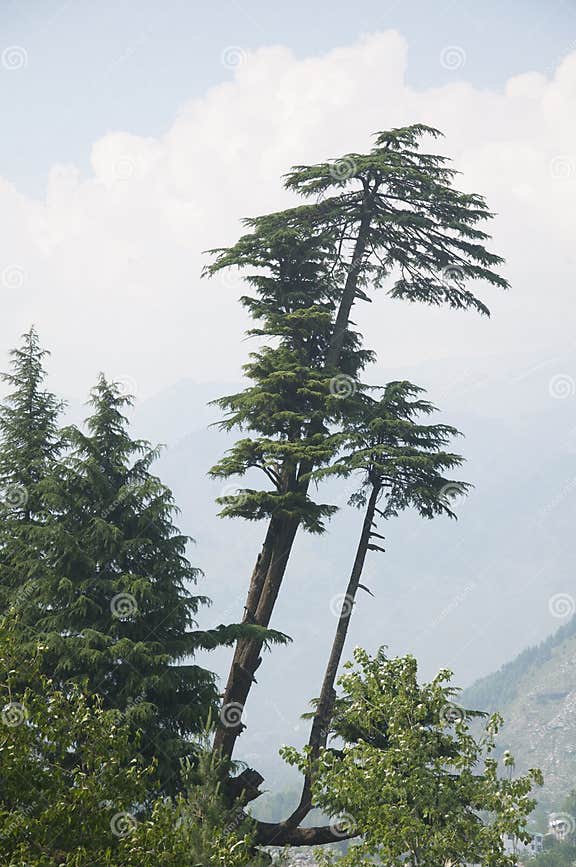 Himalayan Cedar Tree stock image. Image of peaceful, clouds - 55861727