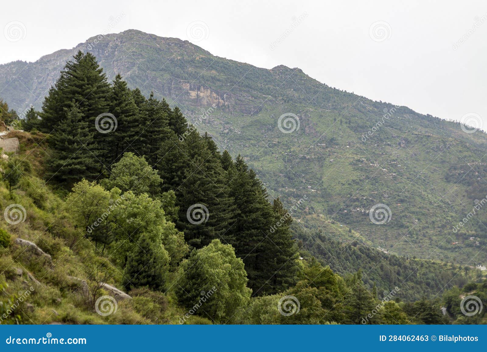 Himalayan Cedar Tree Forest in Pakistan Stock Image - Image of cedrus ...