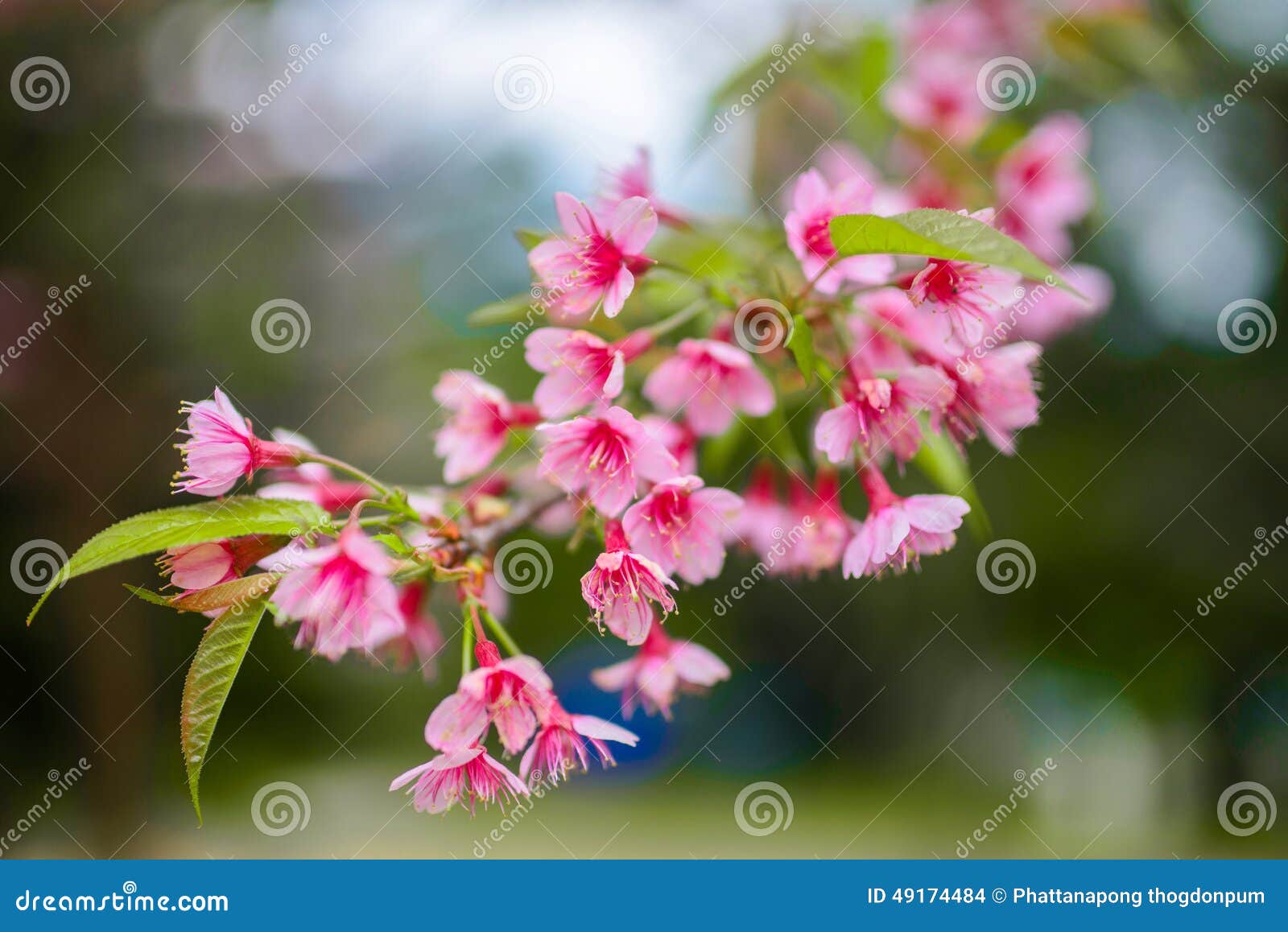 Himalayan cherry stock photo. Image of himalayan, cherry - 49174484