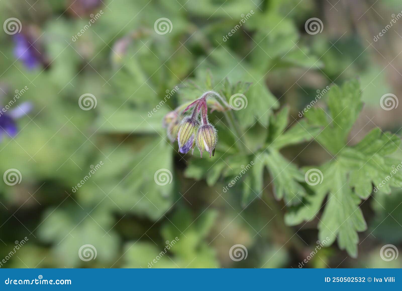 Himalayan Cranesbill Plenum Stock Photo - Image of plant, spring: 250502532