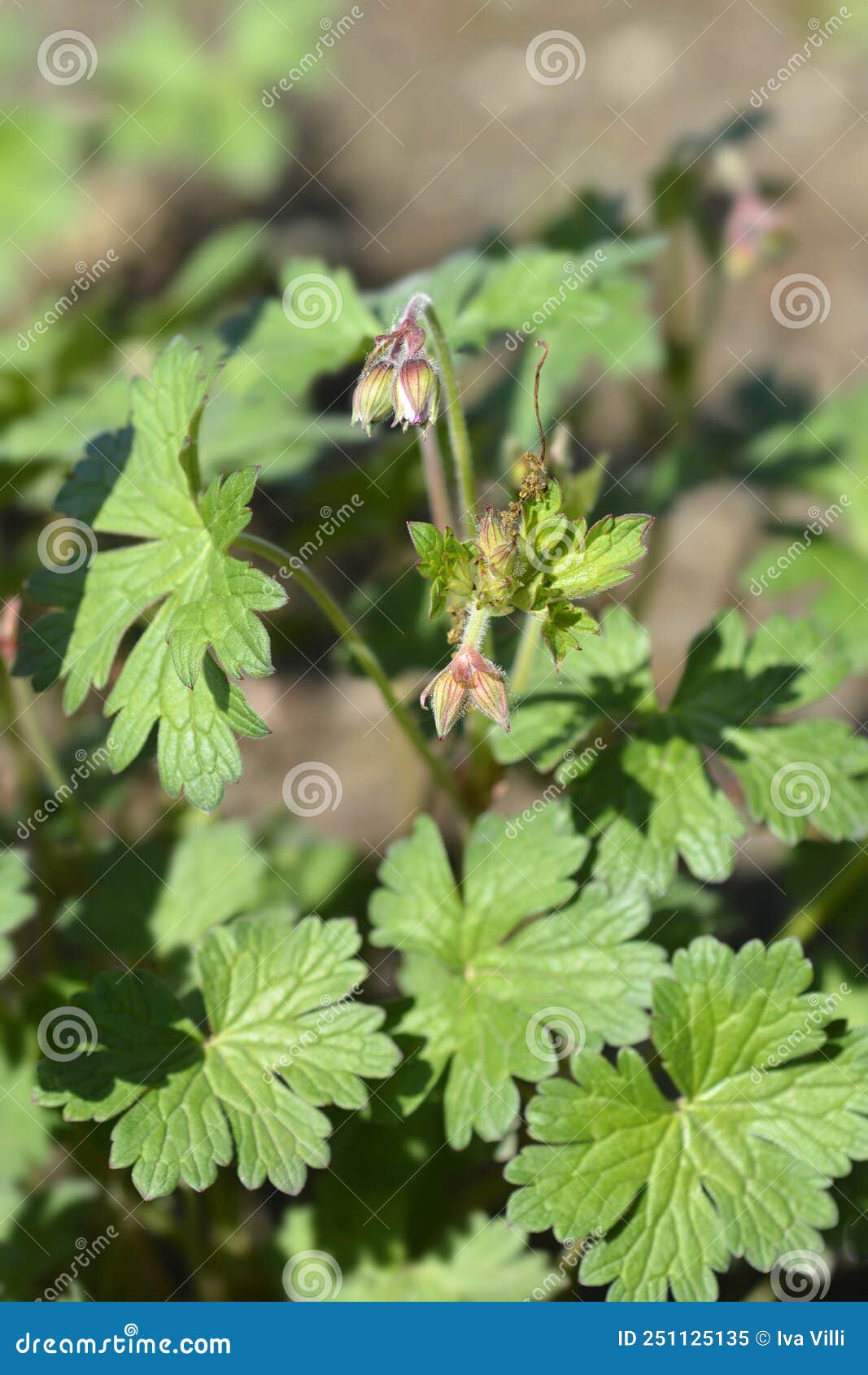 Himalayan Cranesbill Plenum Stock Image - Image of birch, plenum: 251125135