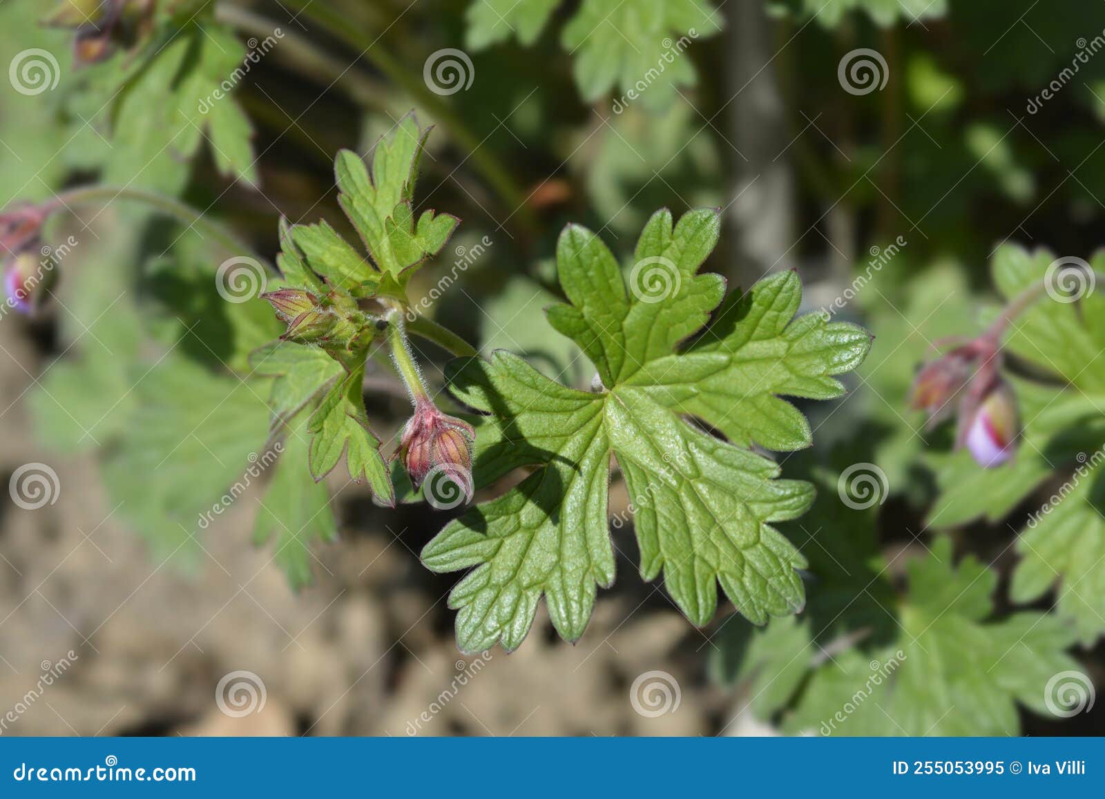 Himalayan Cranesbill Plenum Stock Image - Image of botany, close: 255053995