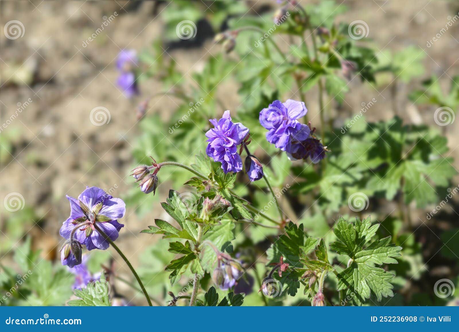 Himalayan Cranesbill Plenum Stock Photo - Image of close, nature: 252236908