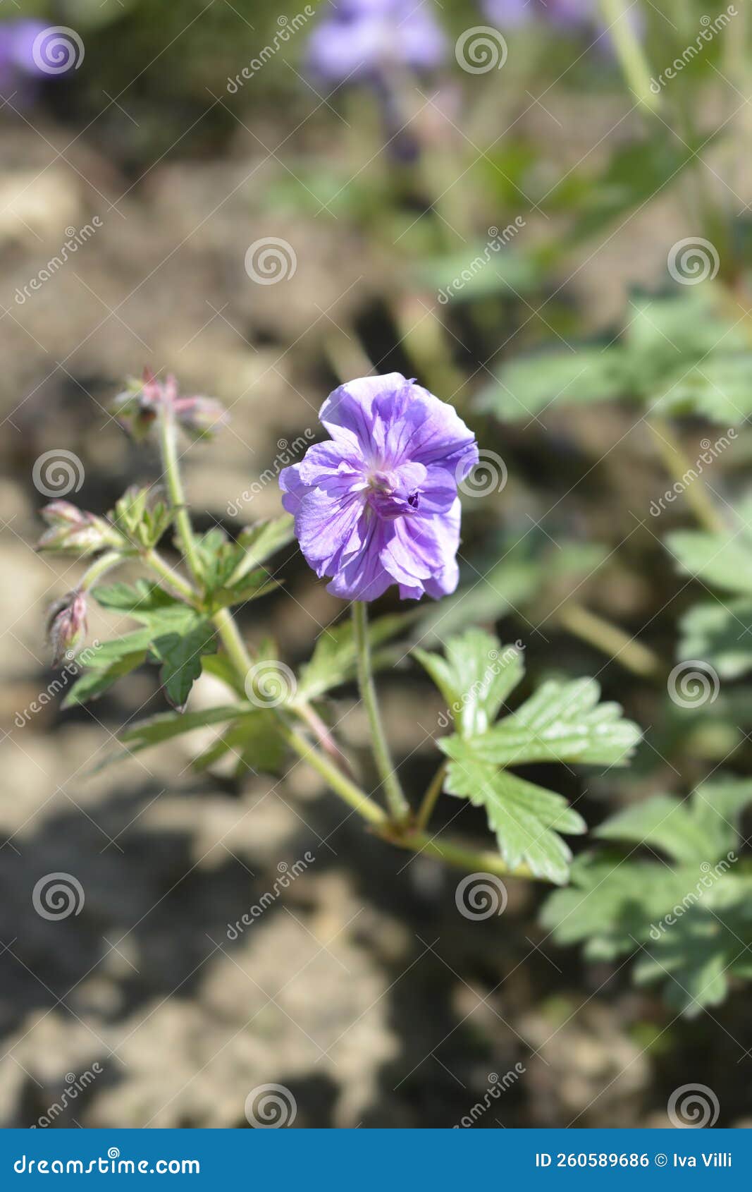 Himalayan Cranesbill Plenum Stock Photo - Image of violet, birch: 260589686