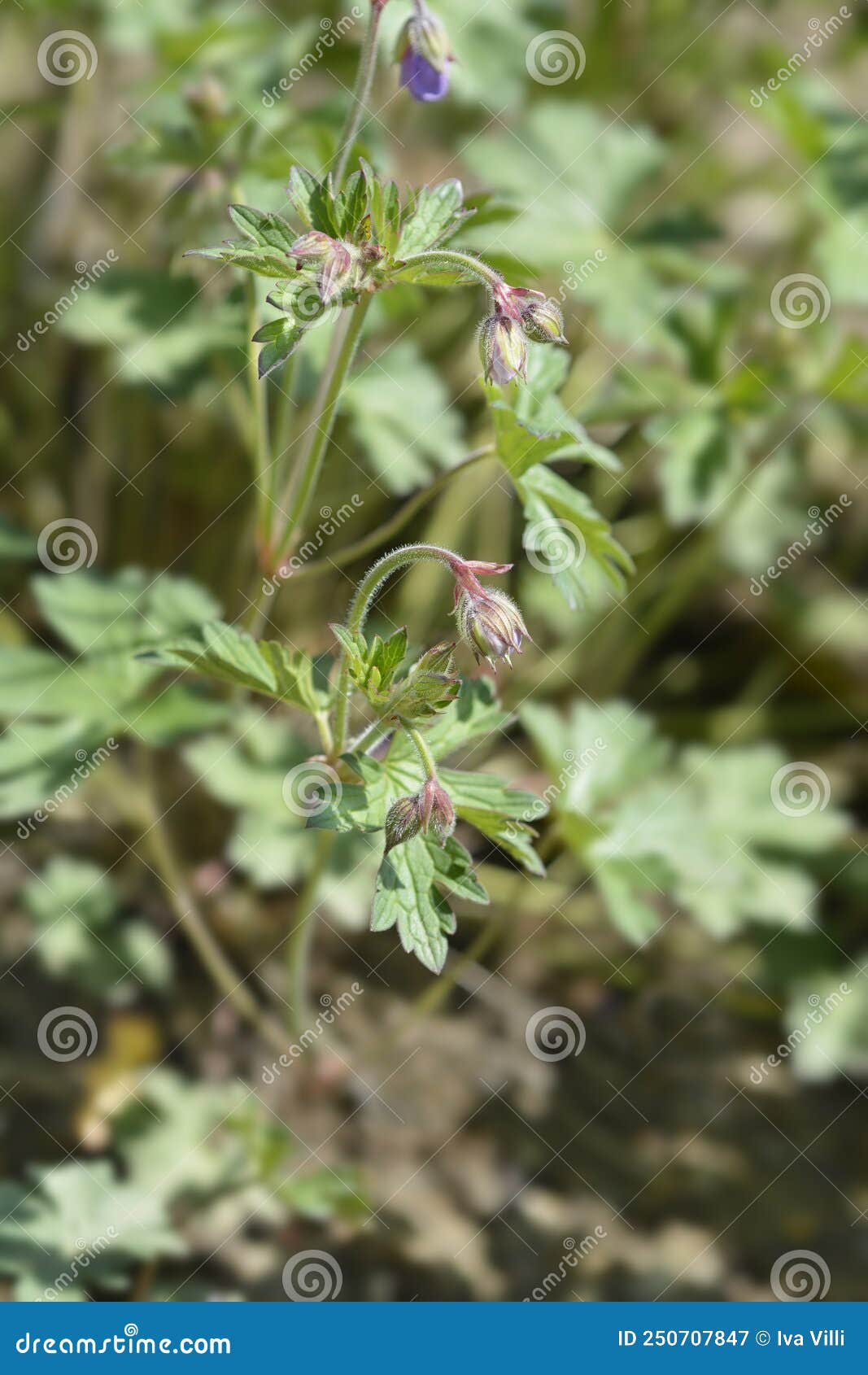 Himalayan Cranesbill Plenum Stock Image - Image of green, garden: 250707847