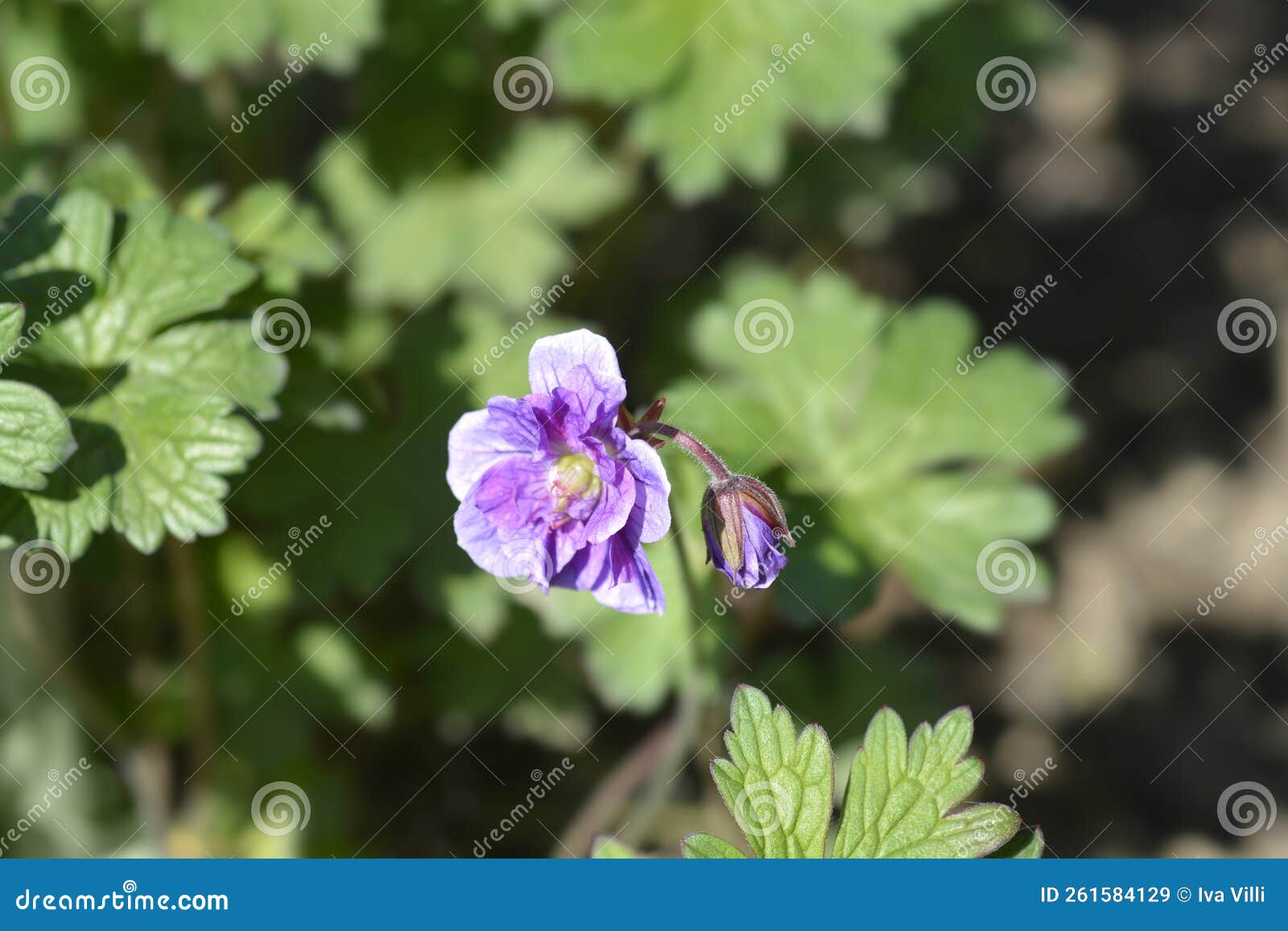 Himalayan Cranesbill Plenum Royalty-Free Stock Image | CartoonDealer ...