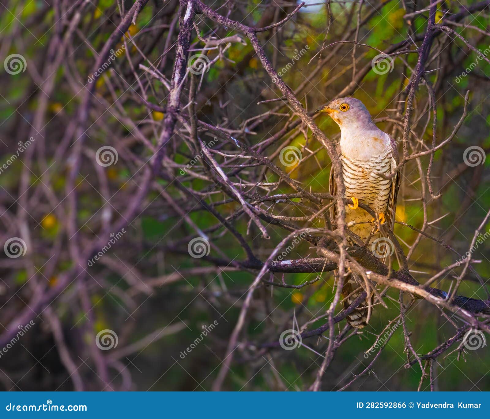 Himalayan Cuckoo In A Tree Royalty-Free Stock Photography ...
