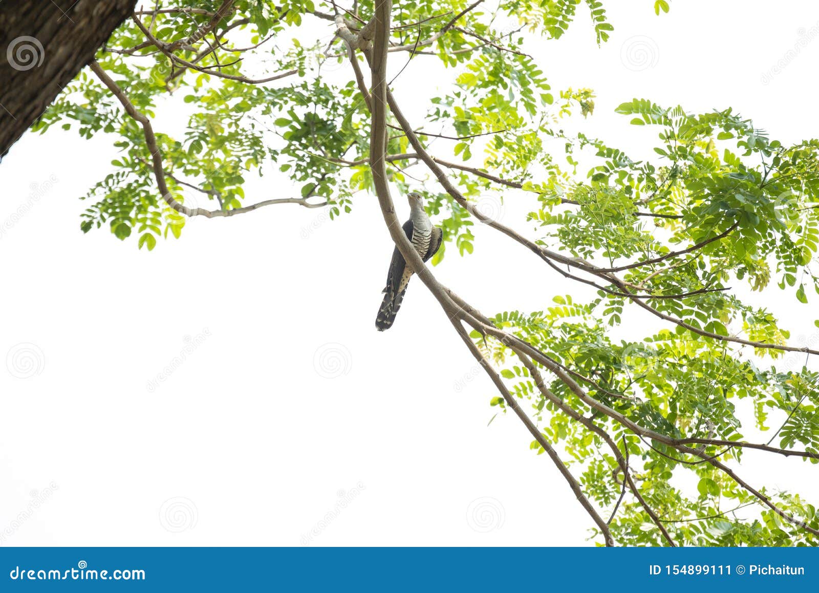 Himalayan cuckoo stock image. Image of tropical, himalayan - 154899111